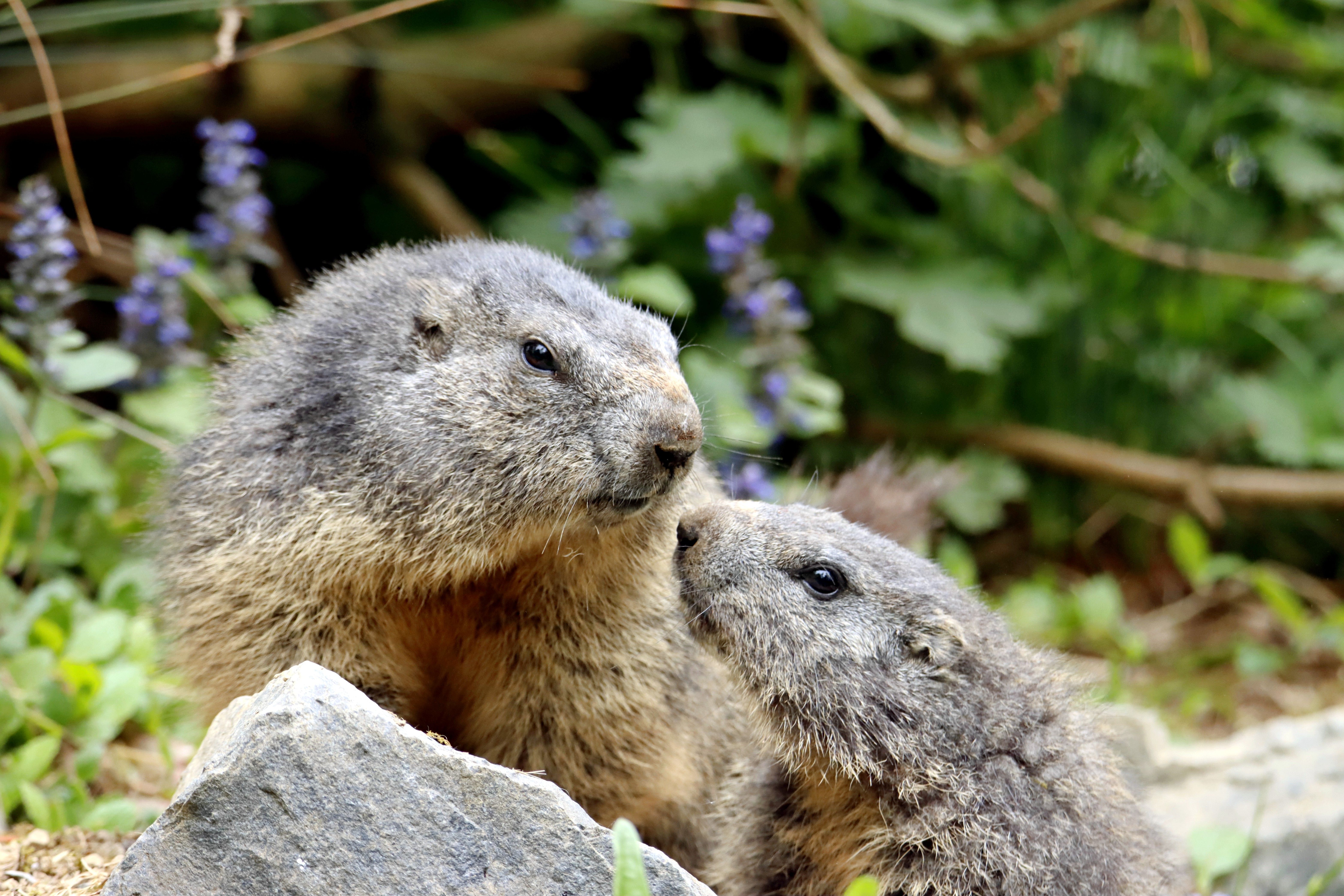 Marmots in Wild · Free Stock Photo