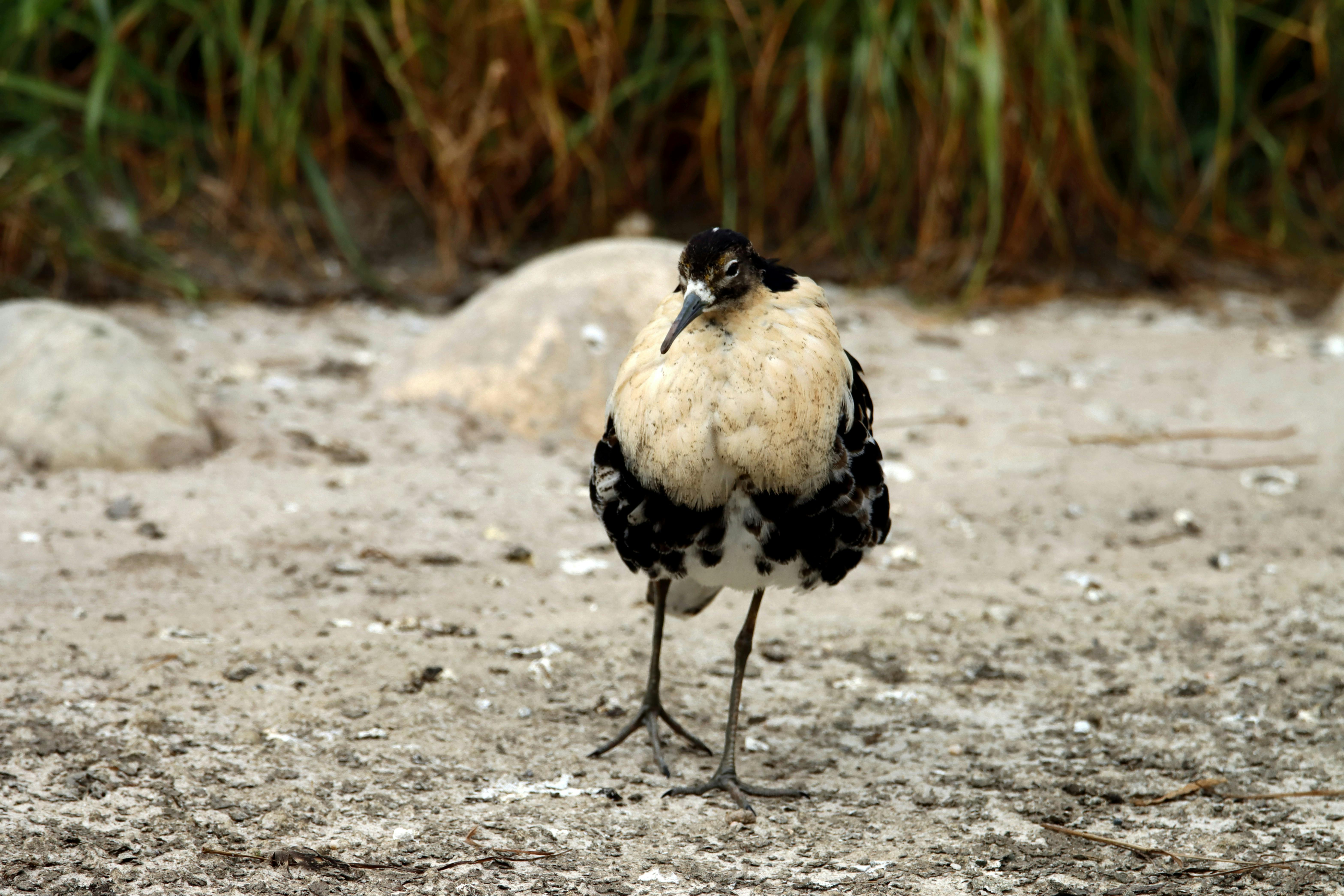 Bird Walking on Ground in Wild Nature · Free Stock Photo