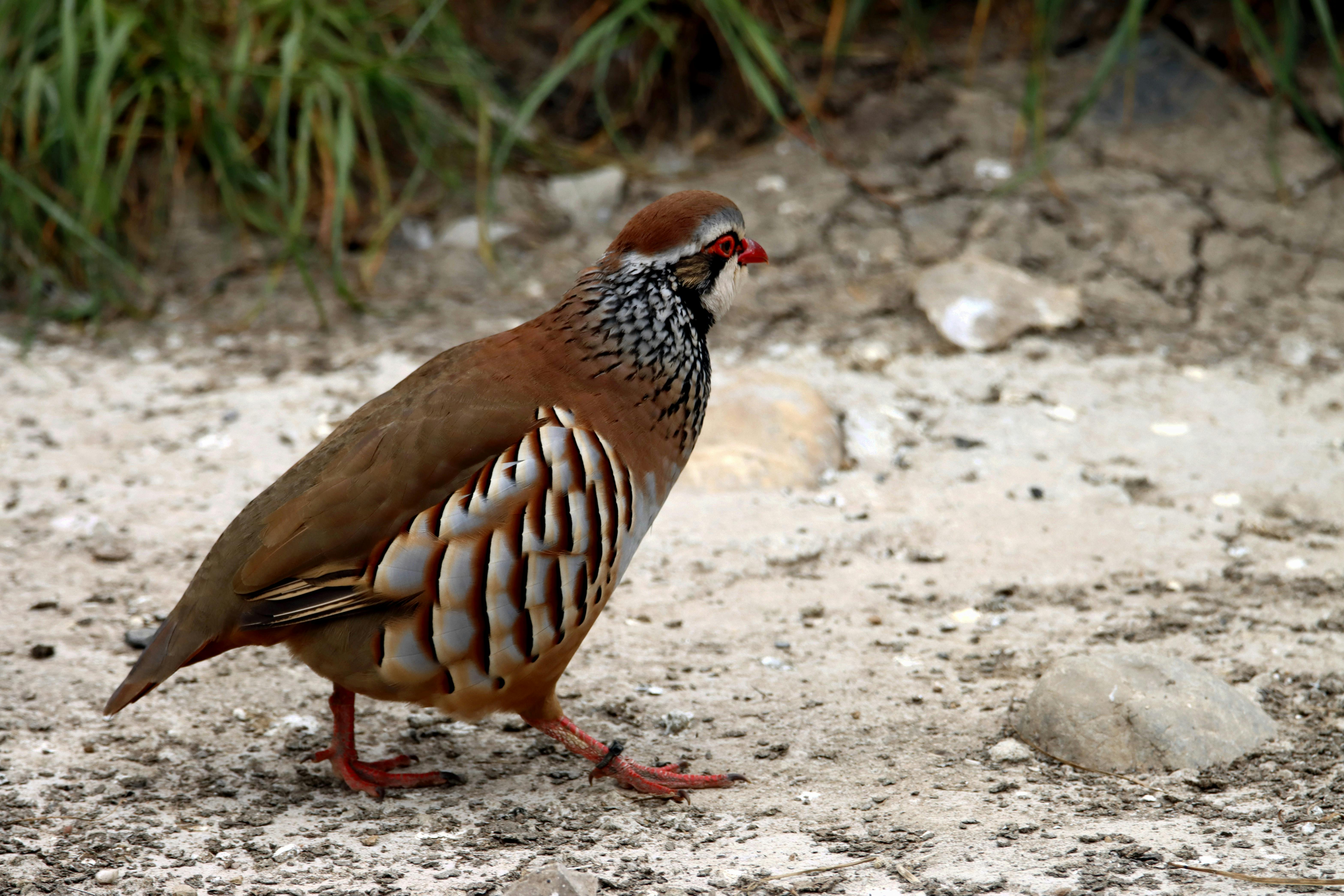 Close-Up Shot of a Partridge · Free Stock Photo