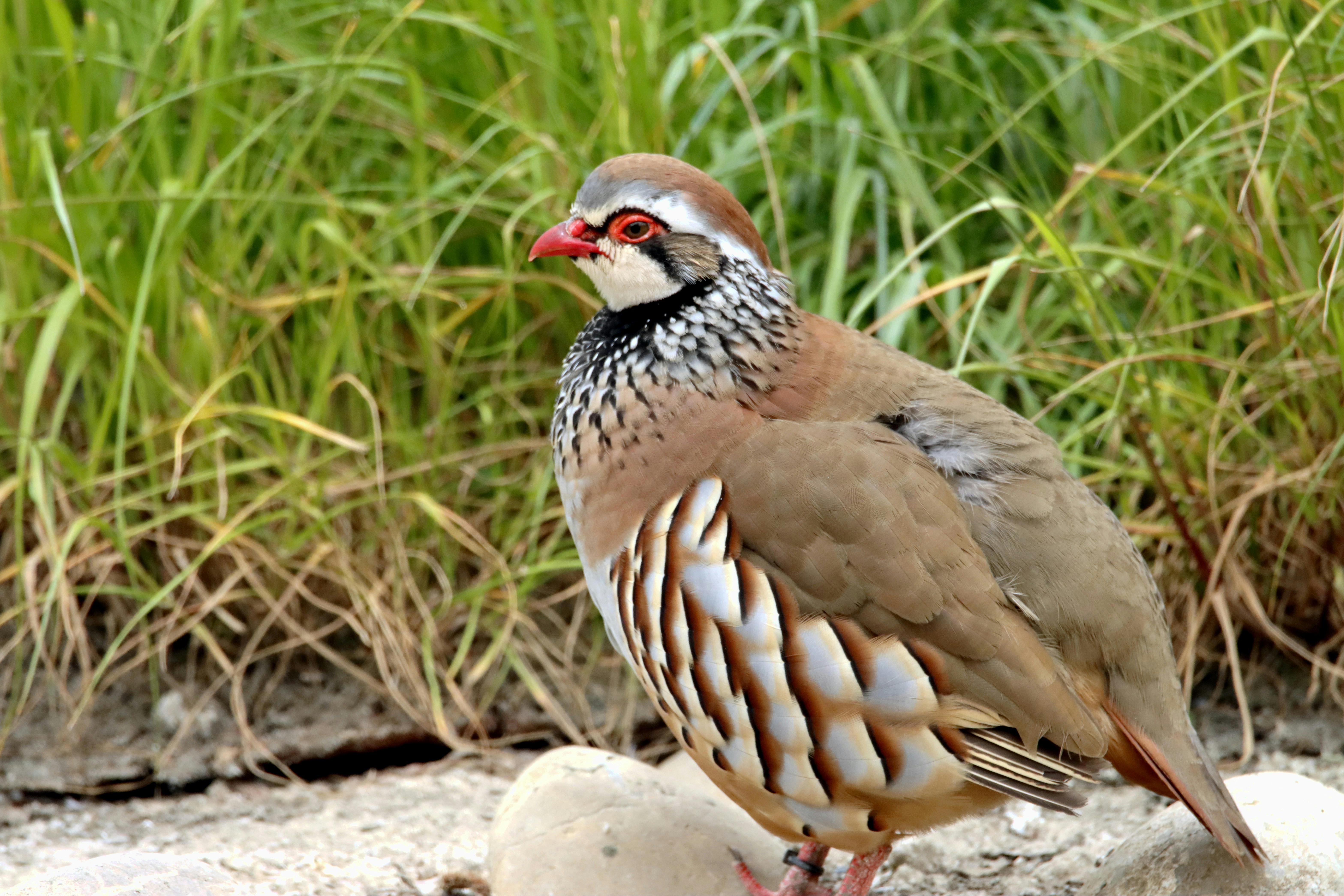 Close-Up Shot of a Bird · Free Stock Photo