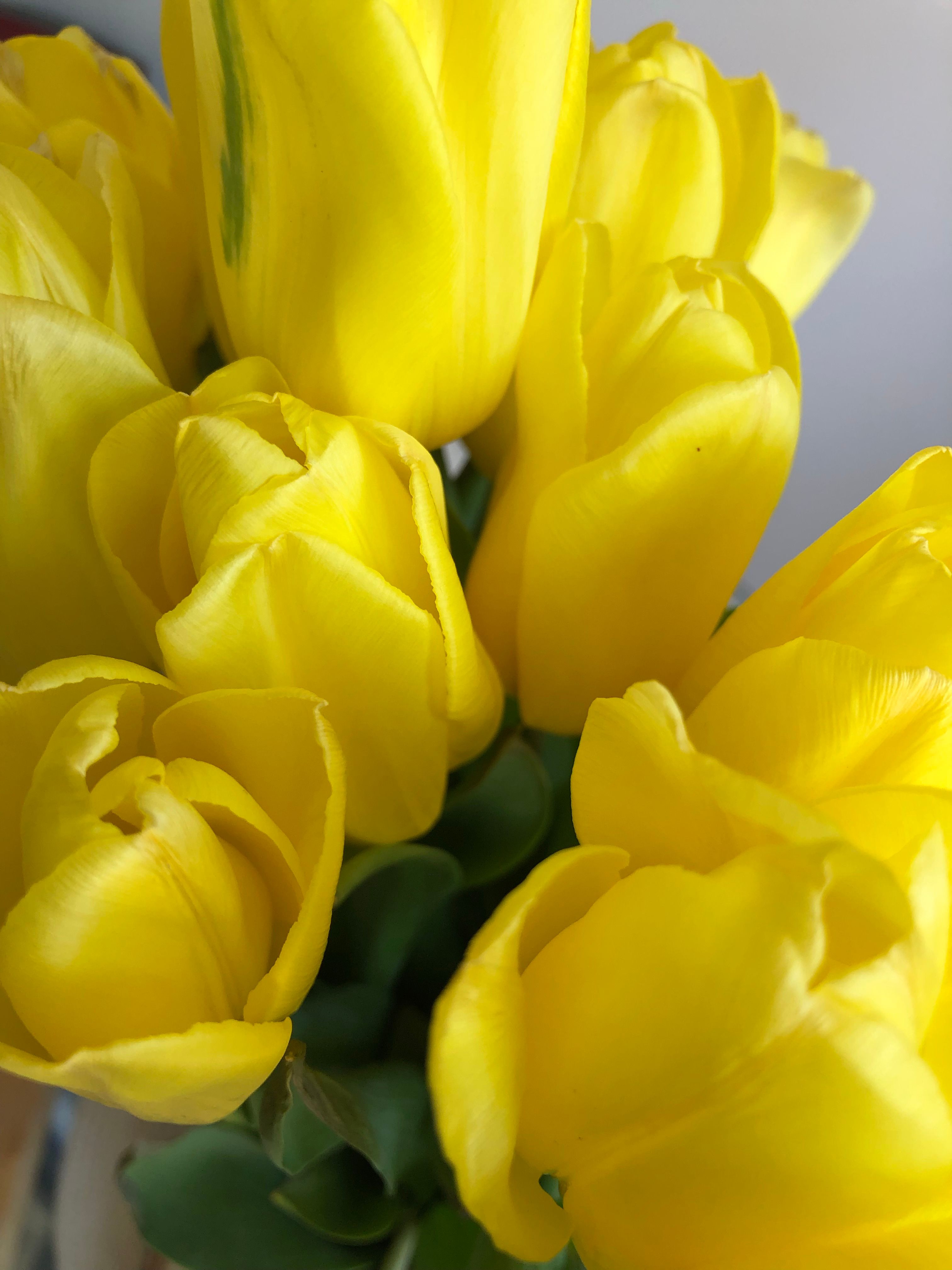 Close-Up Shot of Yellow Tulips · Free Stock Photo