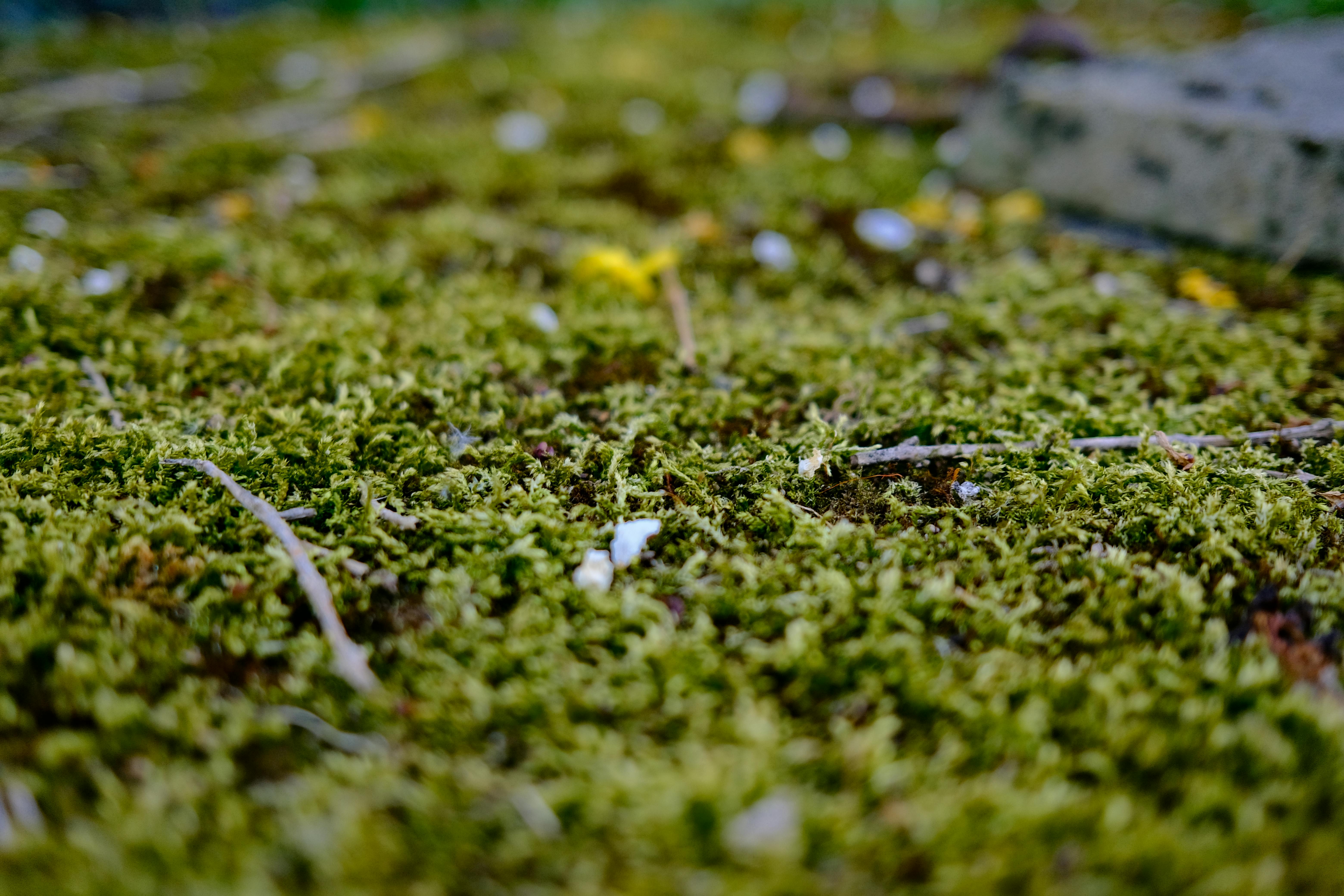 Peat Photos, Download The BEST Free Peat Stock Photos & HD Images