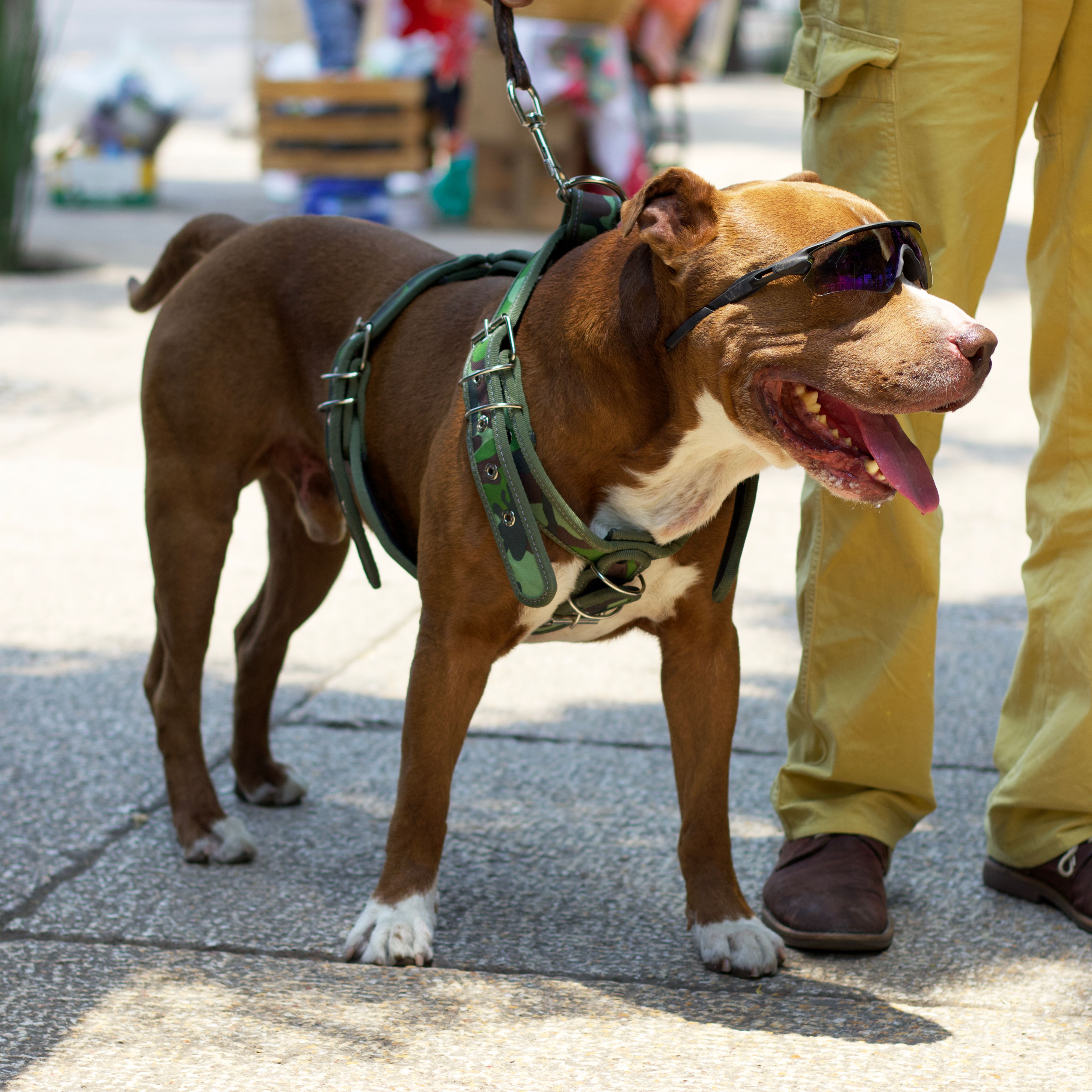 Pit Bull Photos, Download The BEST Free Pit Bull Stock Photos & HD Images