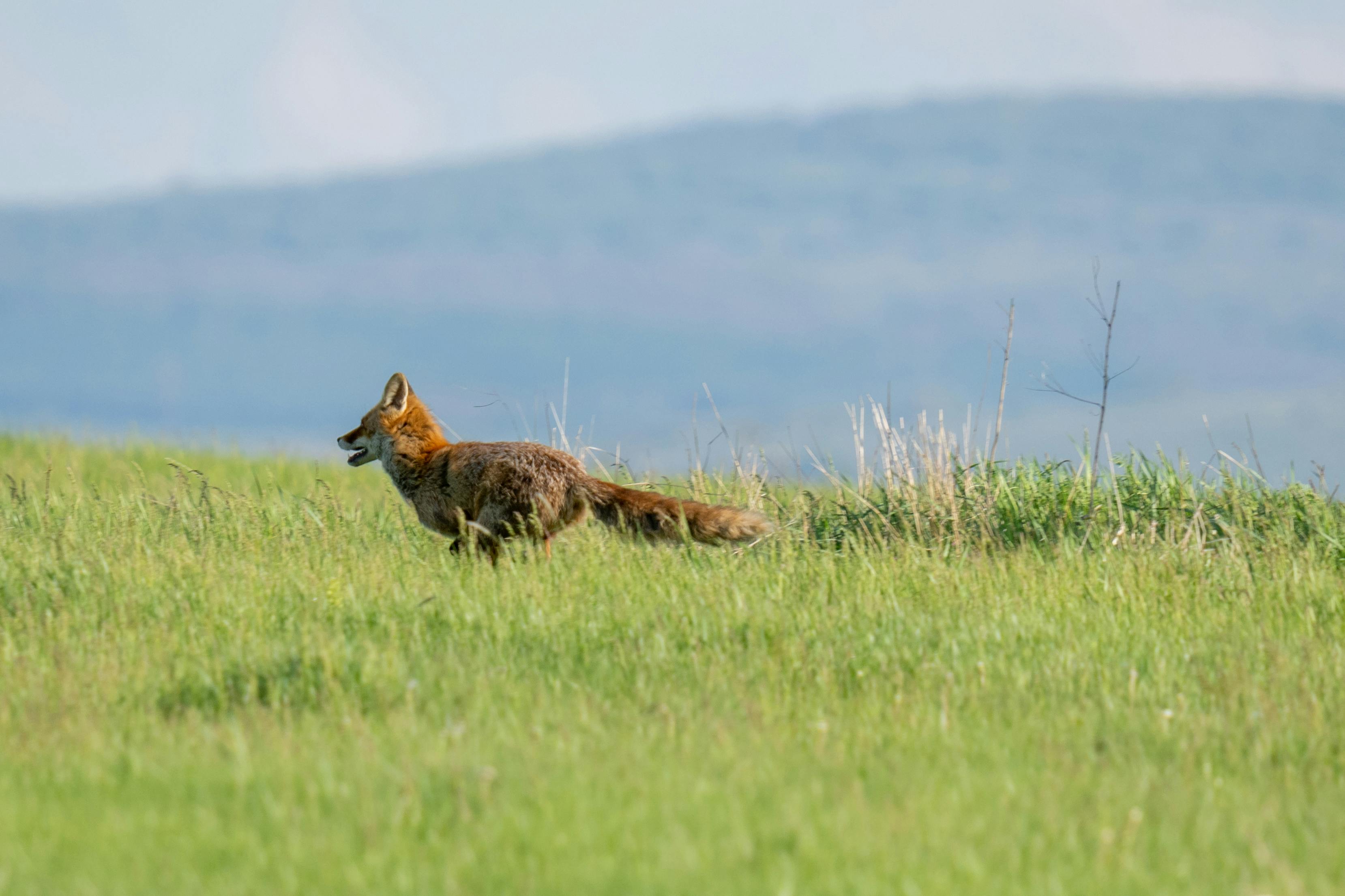 Fox Running on Green Grass Field · Free Stock Photo