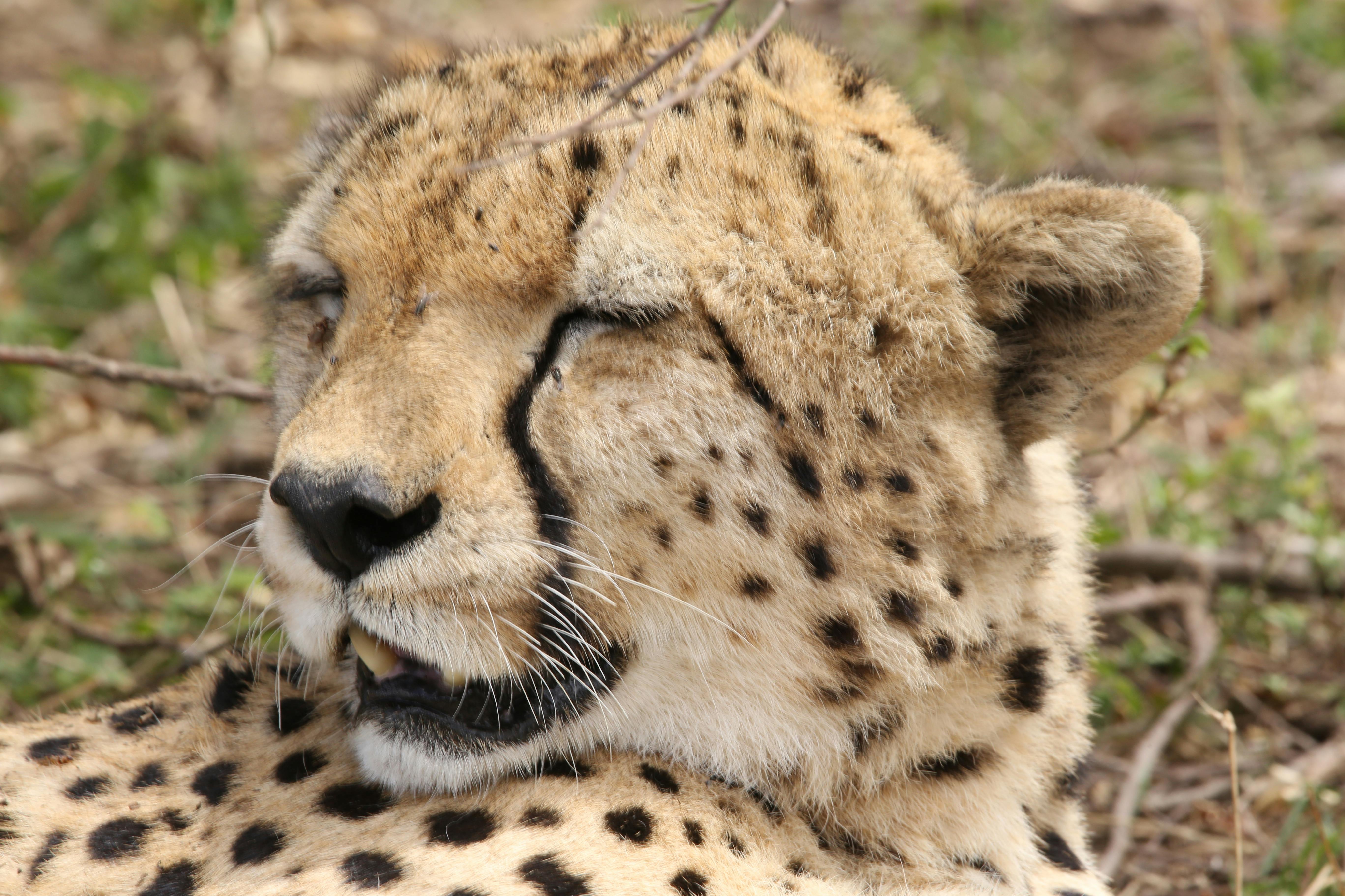 Photo of a Cheetah Head · Free Stock Photo