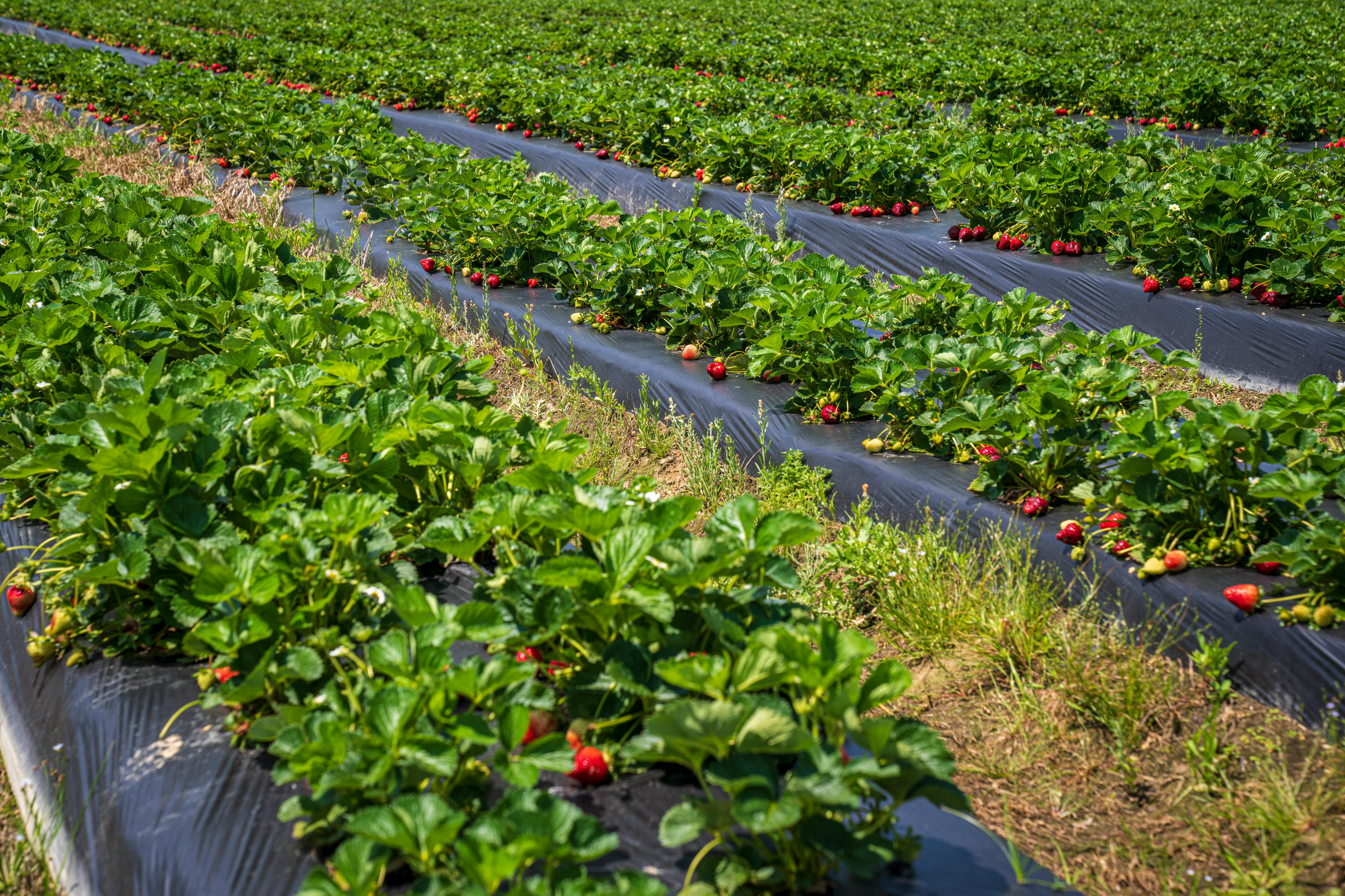 Agriculture Strawberries Field · Free Stock Photo