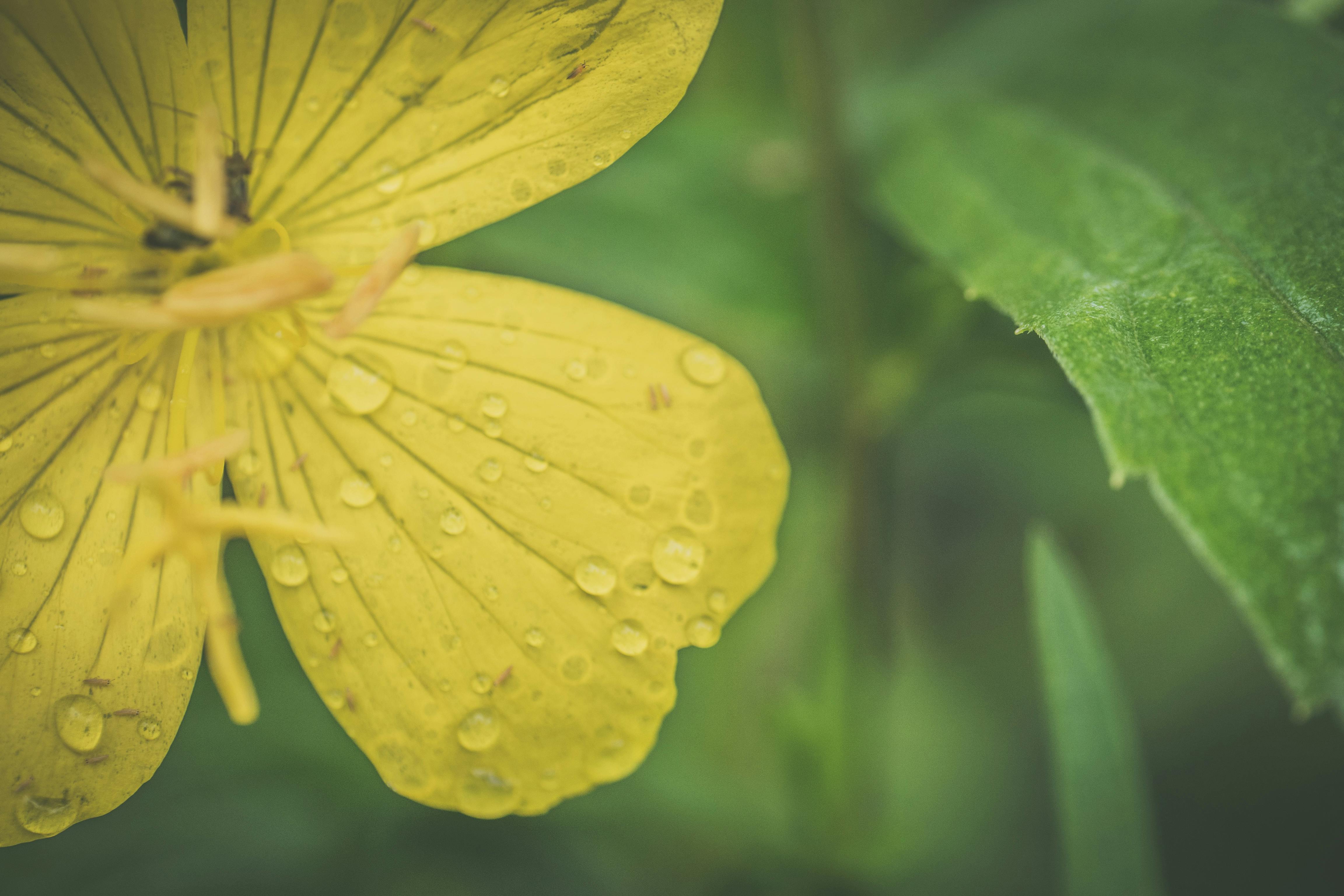 Pink Rose In Bloom · Free Stock Photo