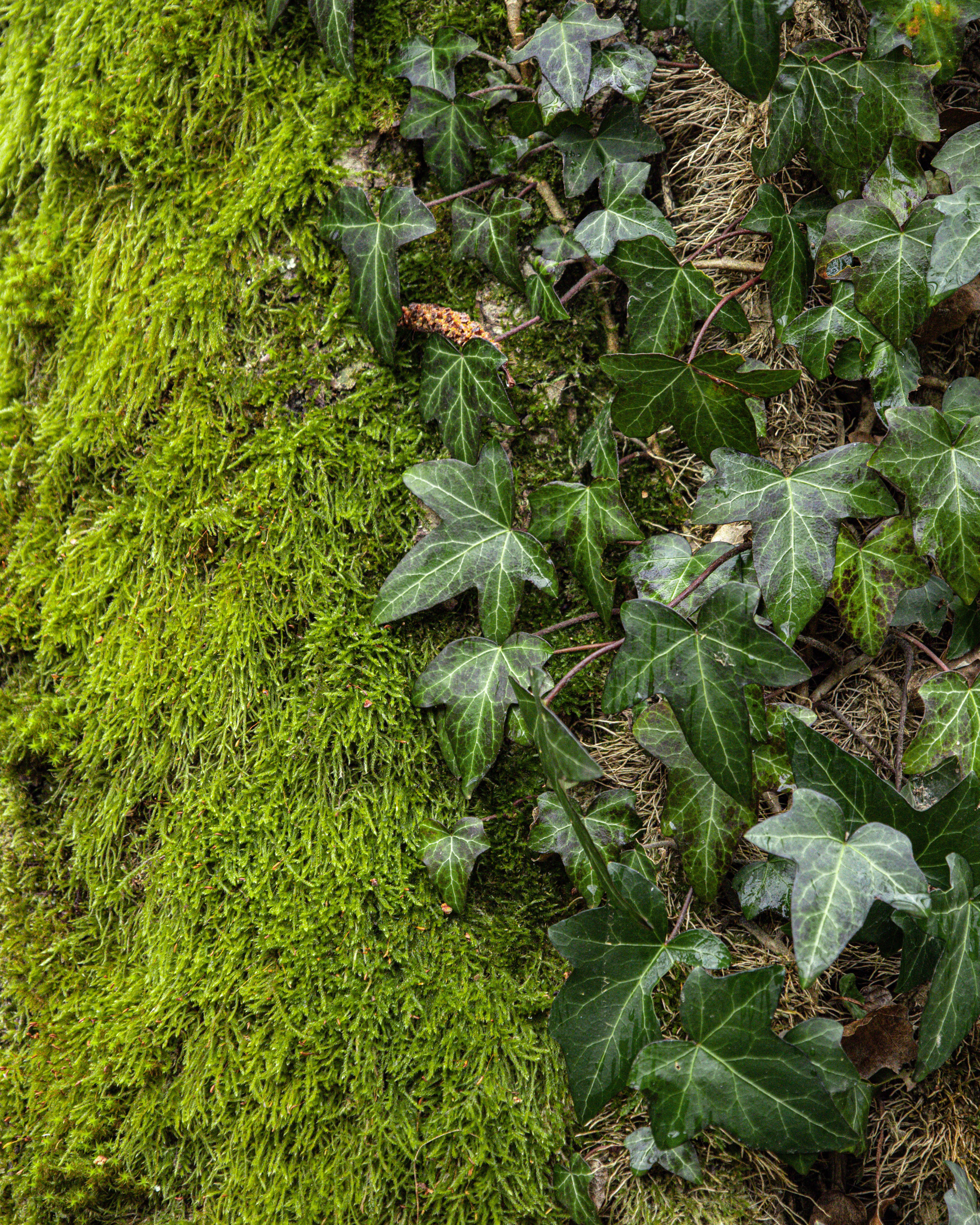 Close-up of Ivy Leaves and Moss · Free Stock Photo
