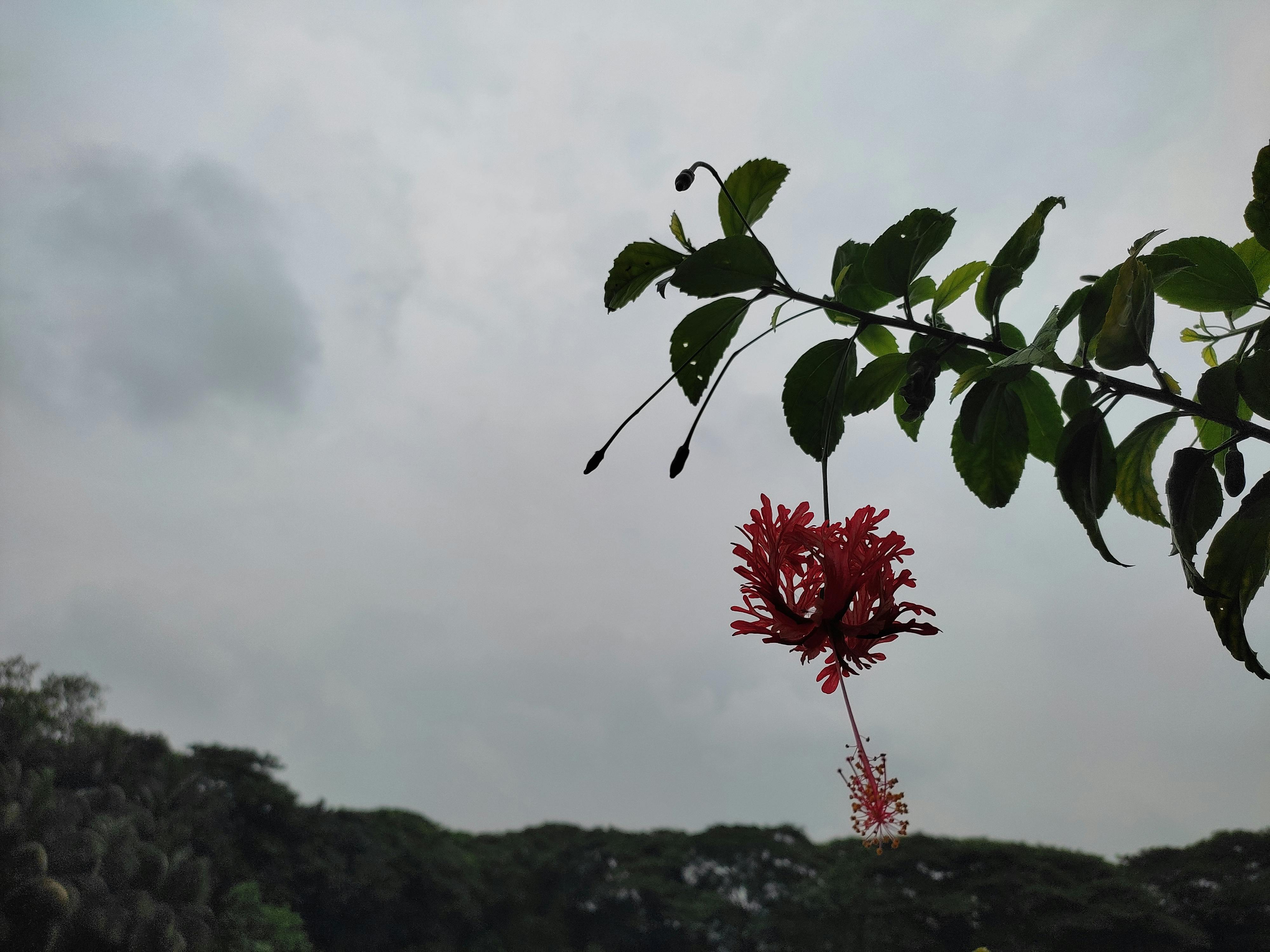 Vaskor Dhrubo - 写真