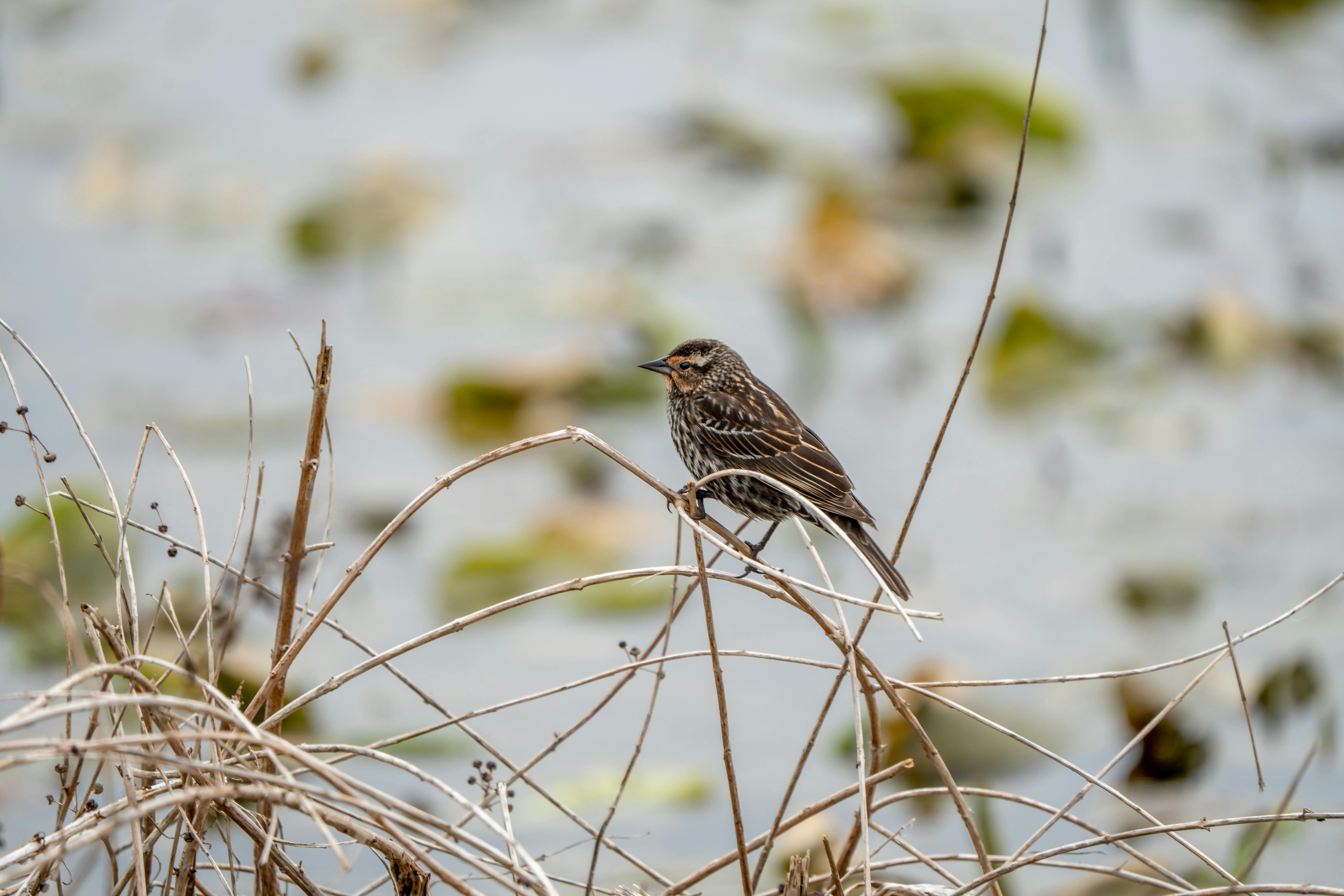 Photo of a Bird Sitting on a Plant · Free Stock Photo