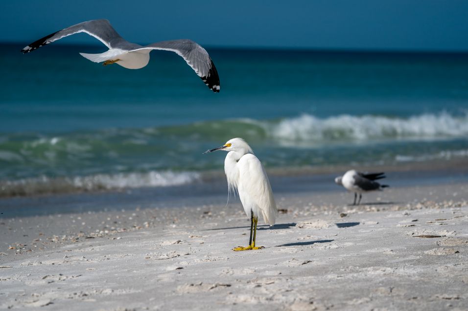 Florida Beach Bird Identification for Beginners: A Guide