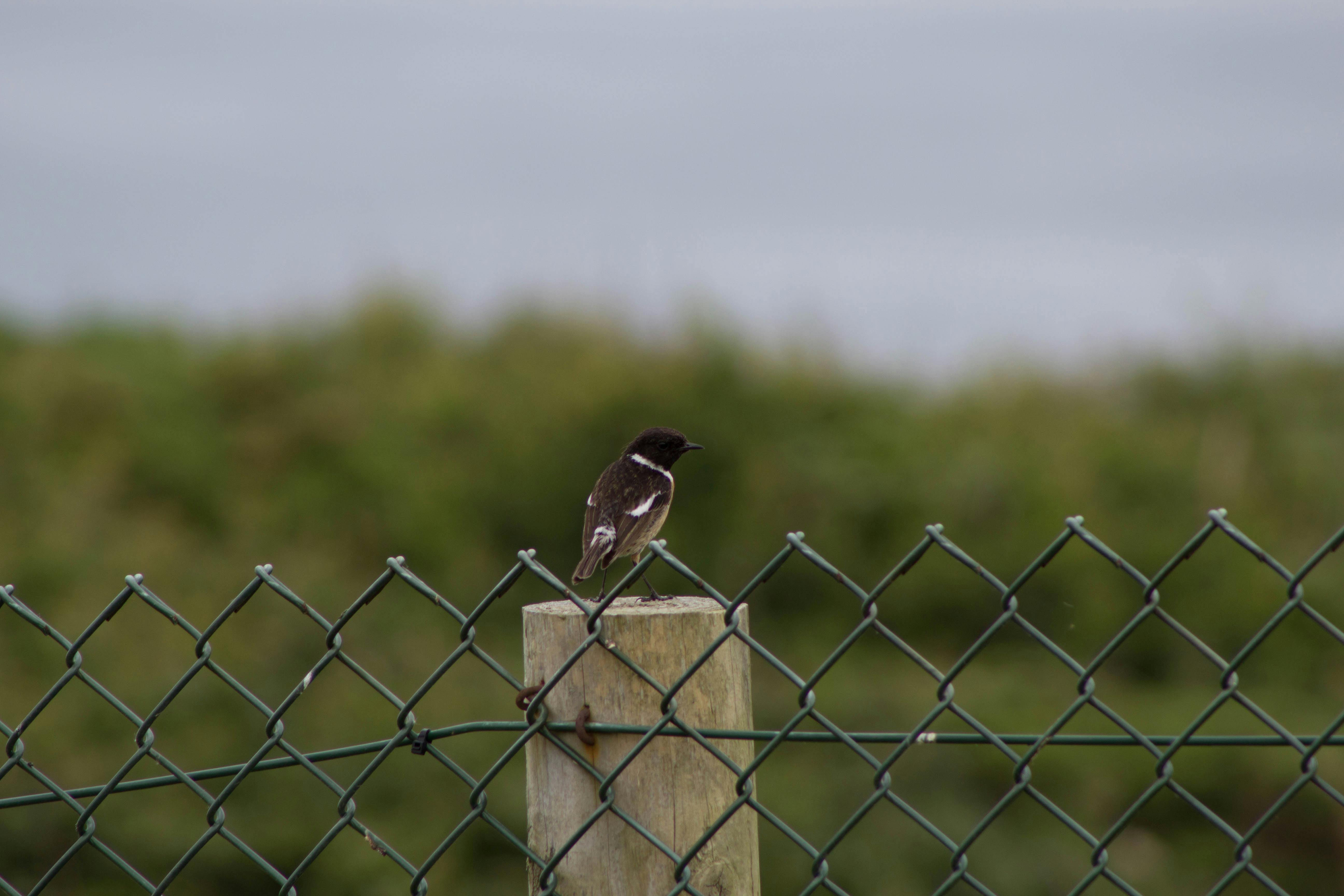 Why did sous chef scott leave hellʼs kitchen? - Chef's Resource