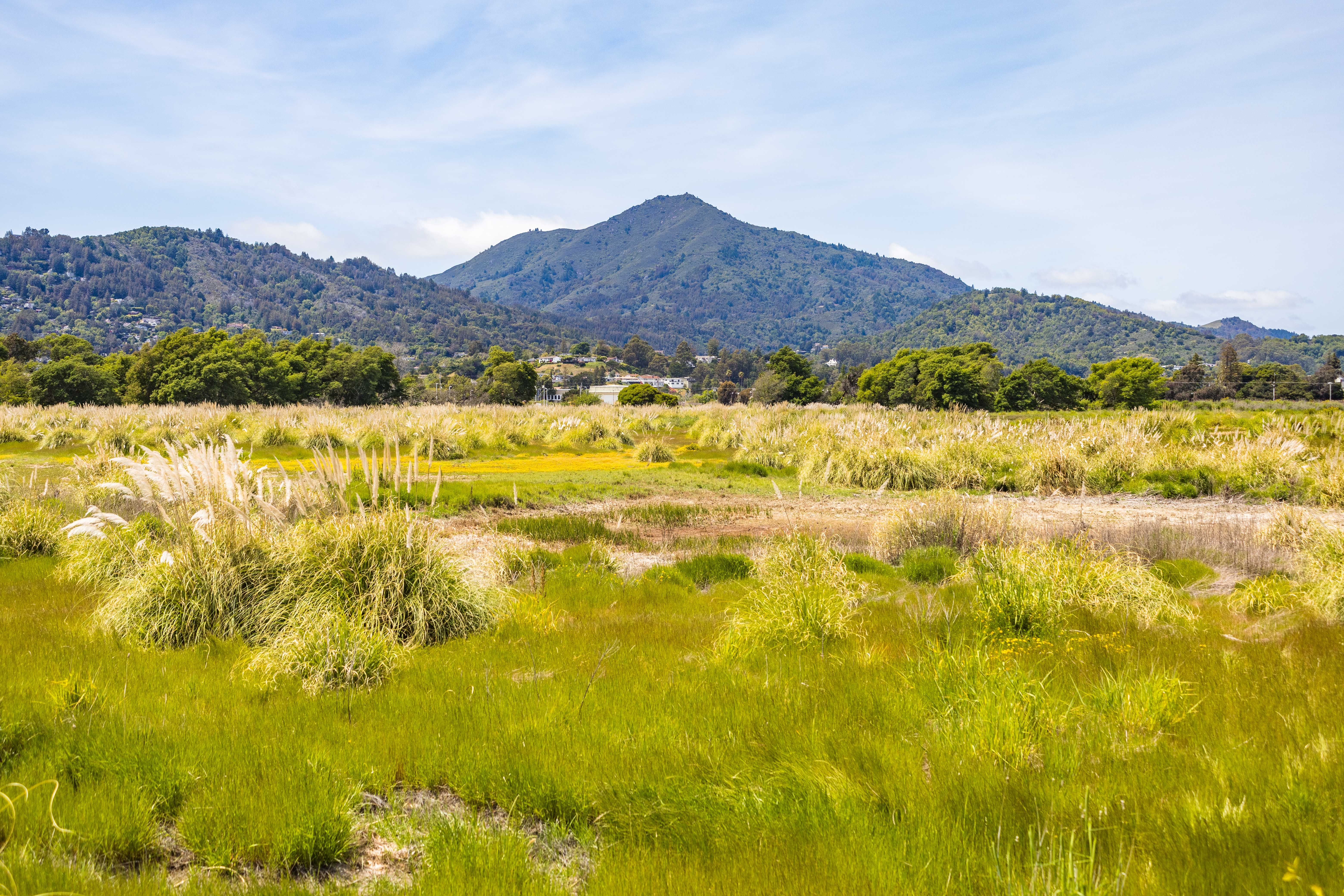Green Field and Mountains · Free Stock Photo