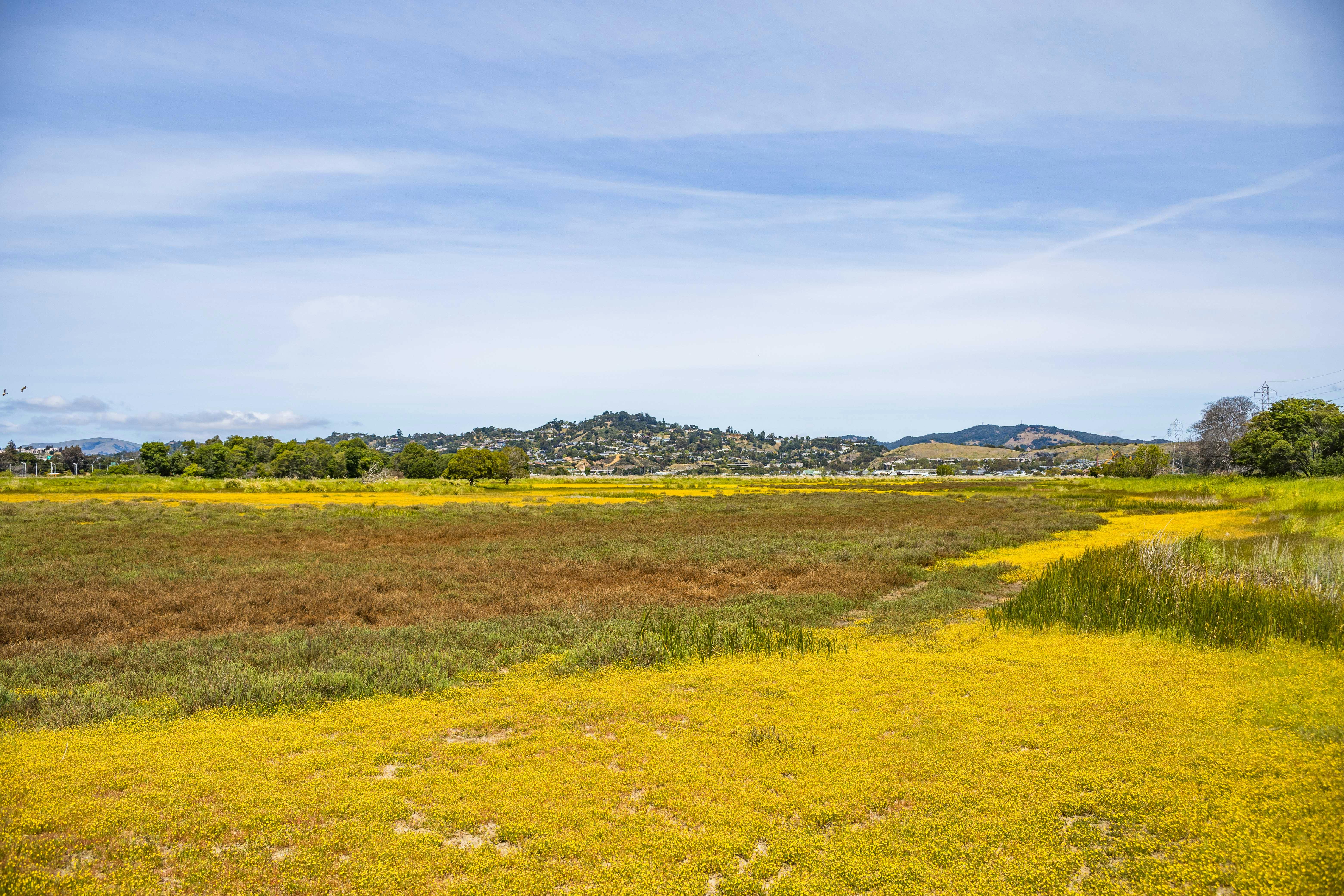 Meadows and Fields · Free Stock Photo