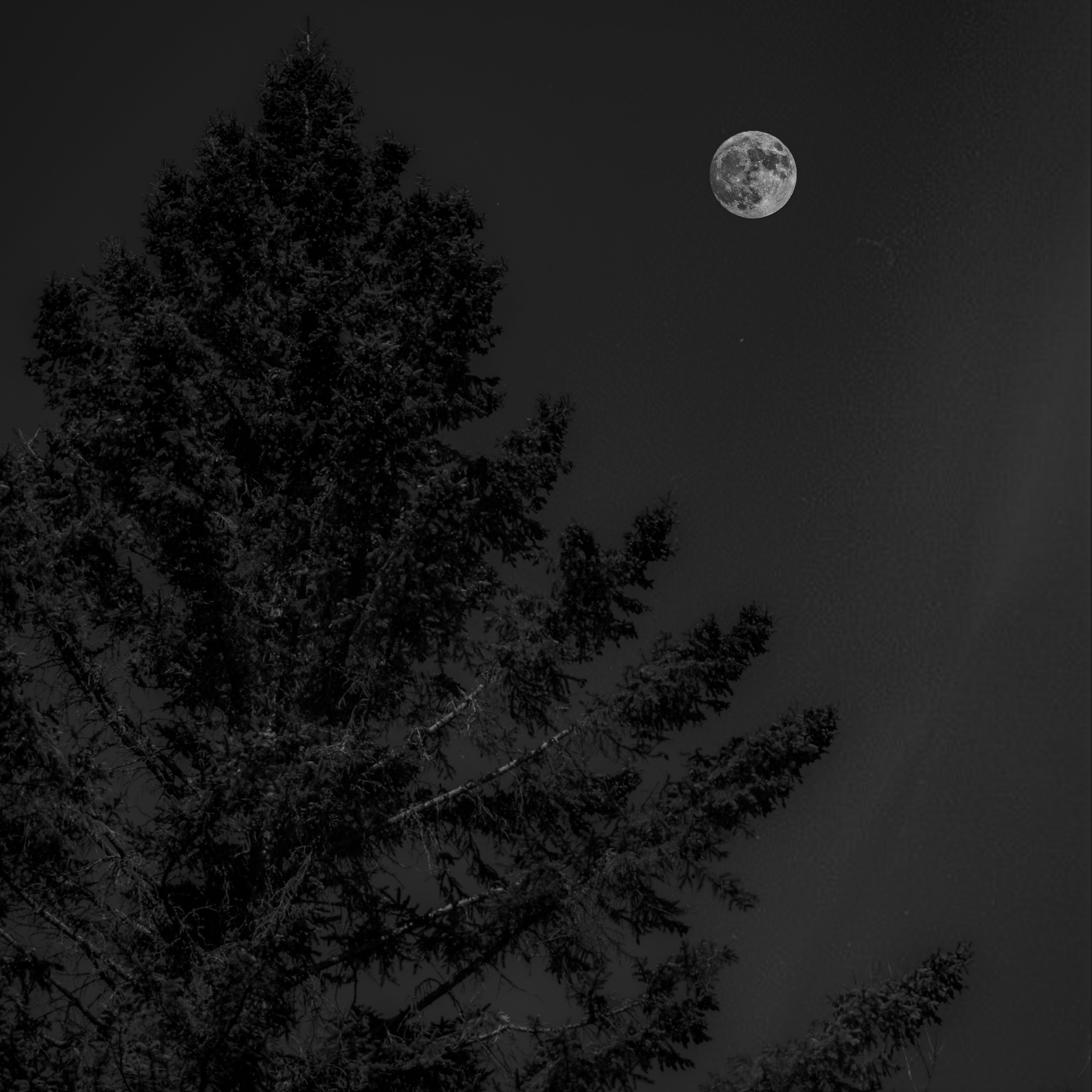 A Tree Under the Full Moon · Free Stock Photo