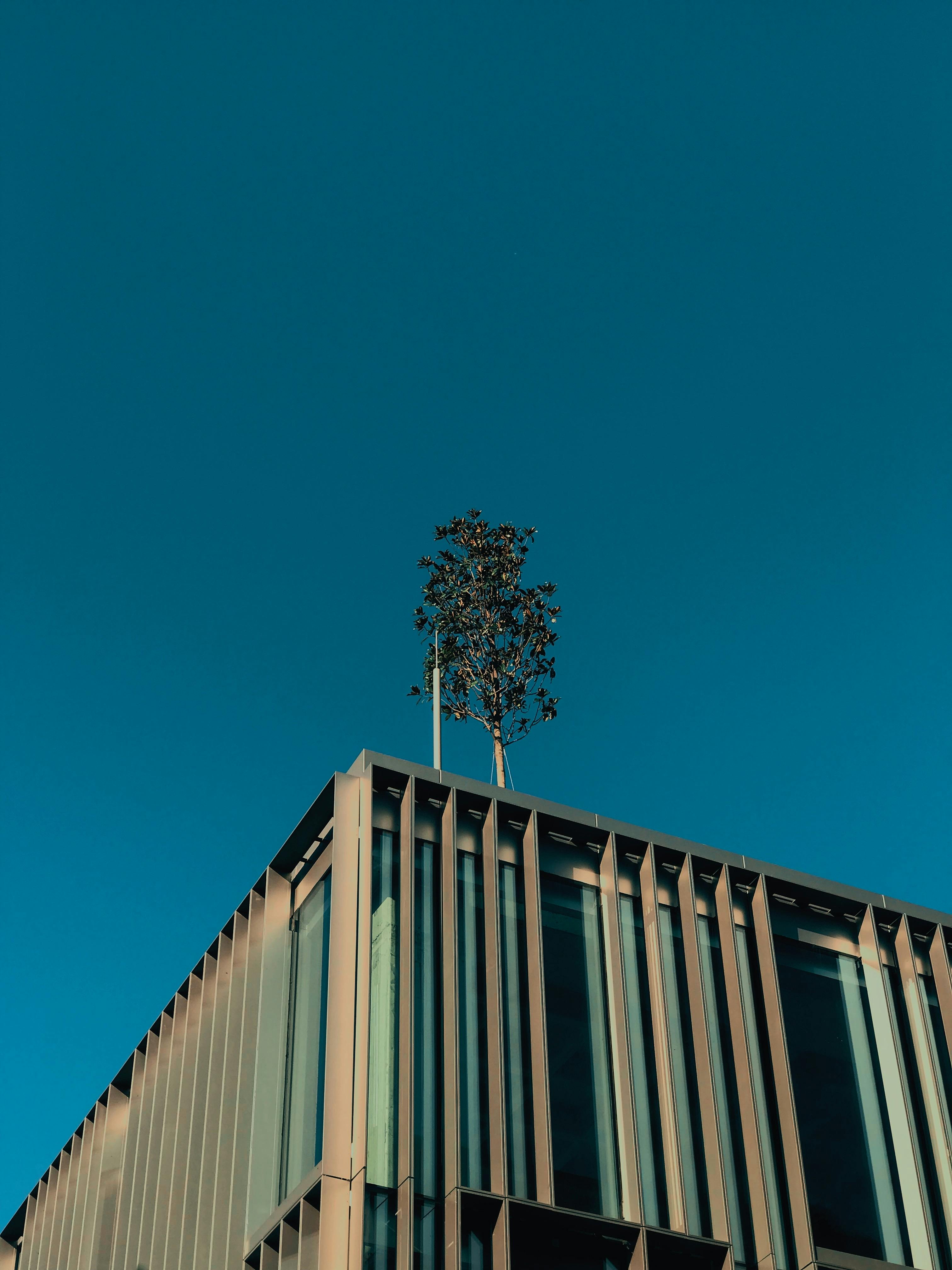 Green Tree on Top of the Building · Free Stock Photo