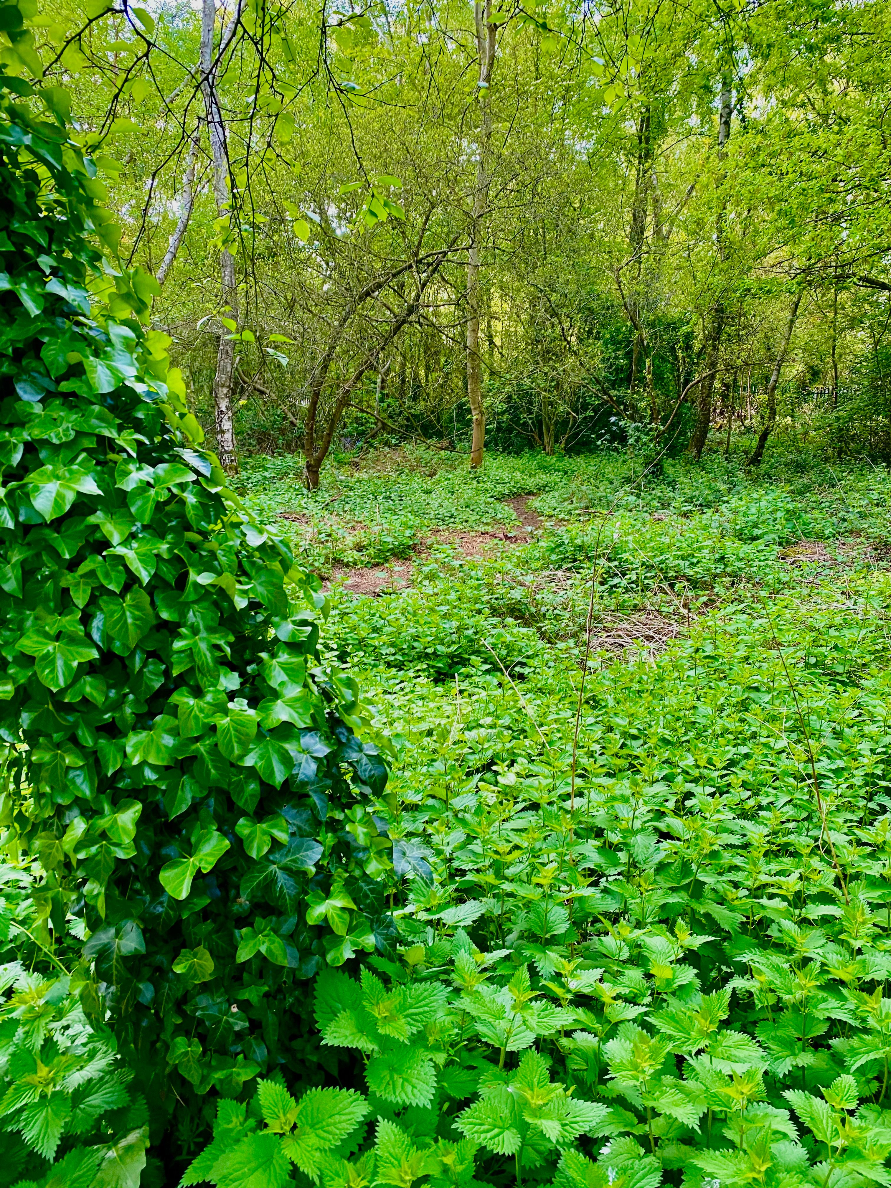 Lush Foliage in Springtime · Free Stock Photo