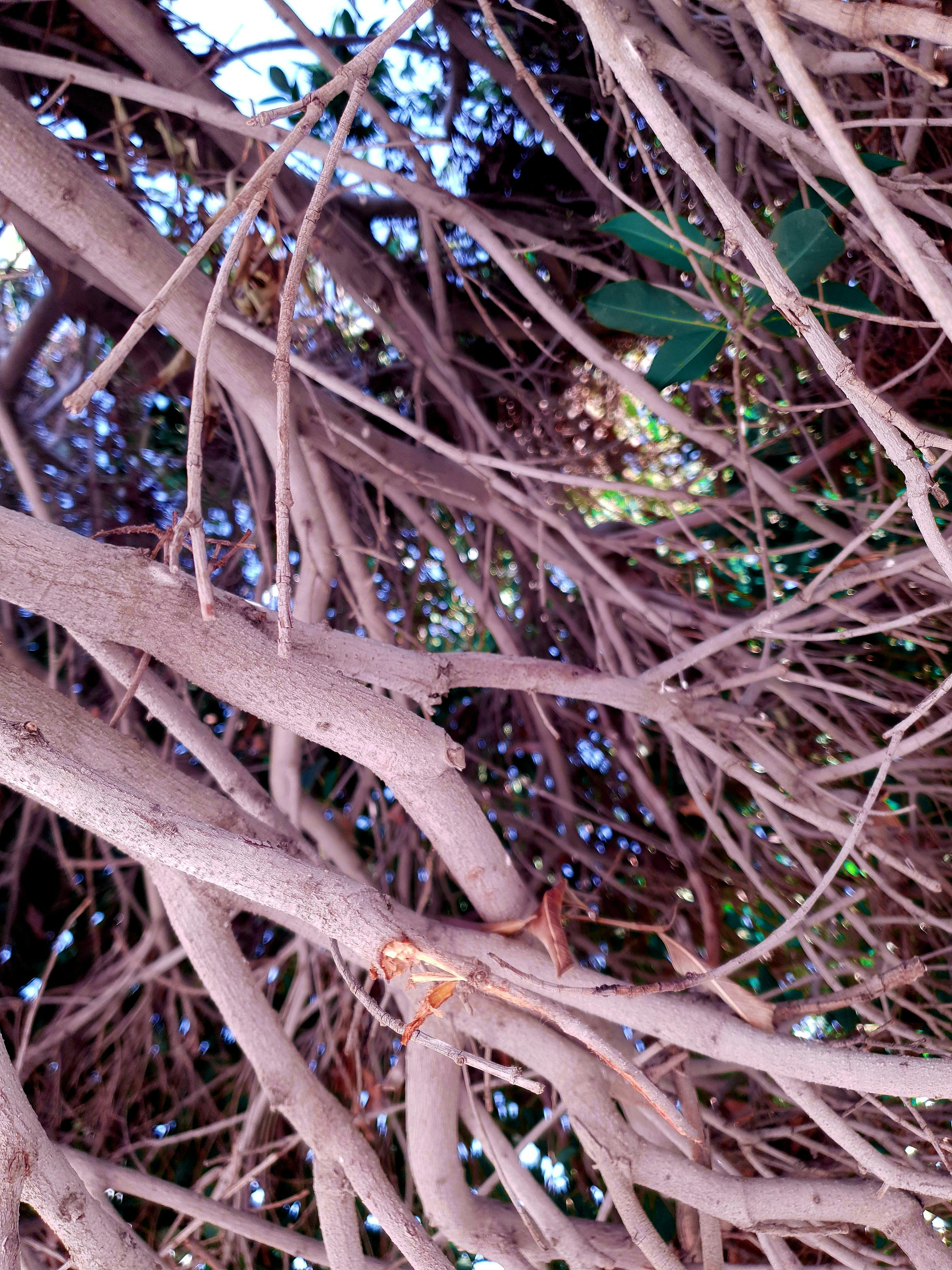 Zee Shan - Fotografía