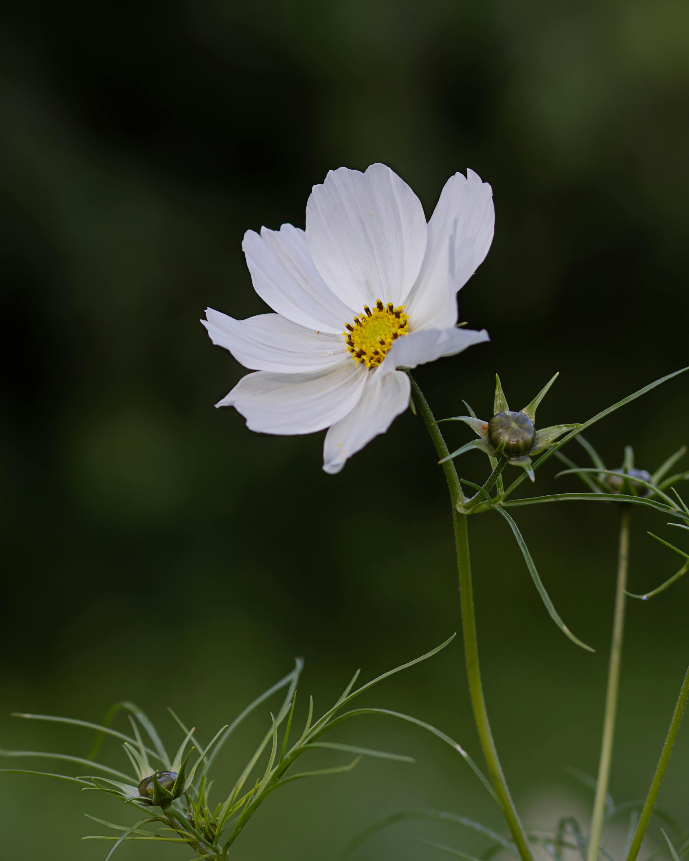 White Sevanthi Flower Photos, Download Free White Sevanthi Flower Stock ...