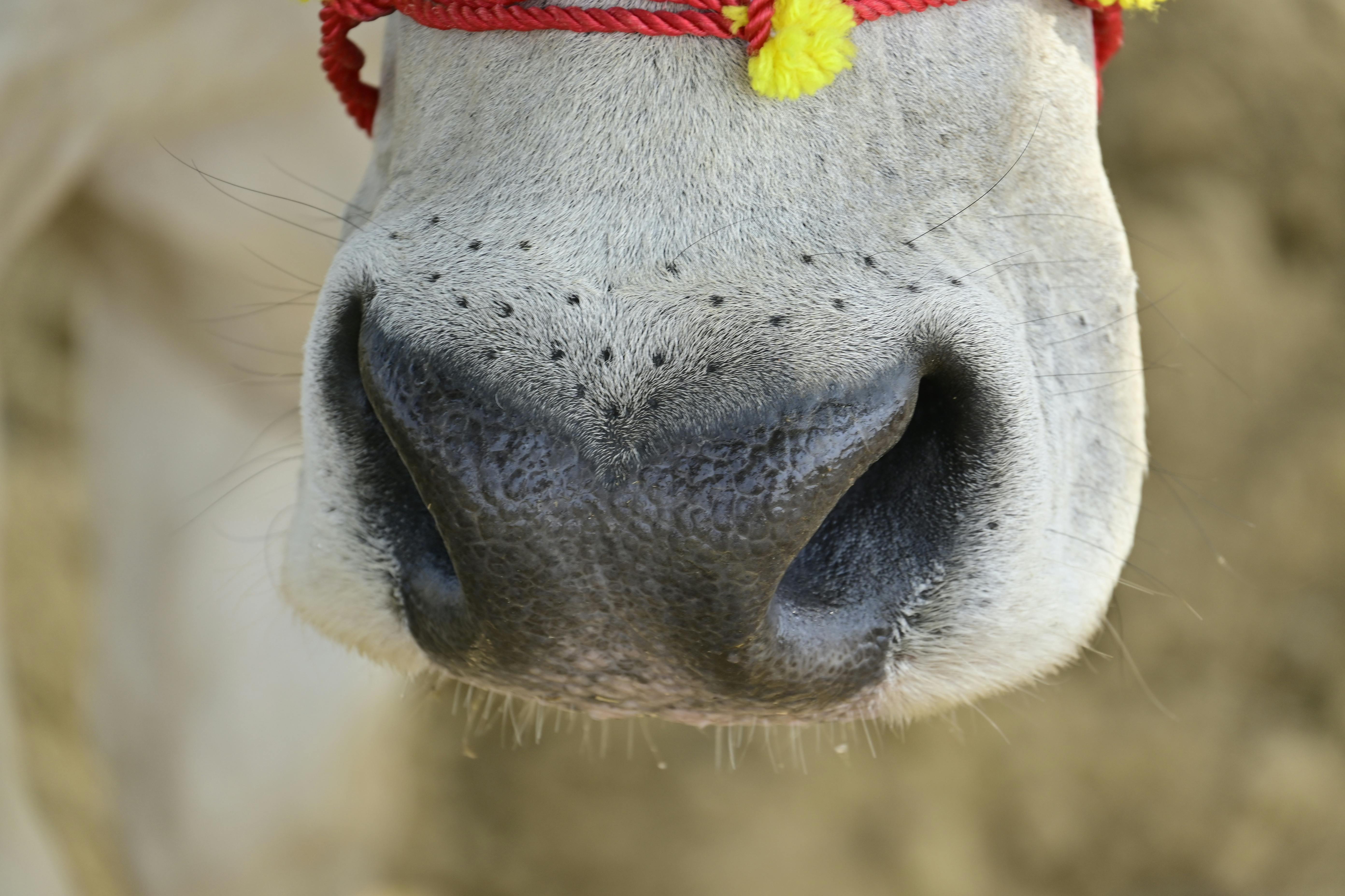 Closeup of a White Cows Nose · Free Stock Photo