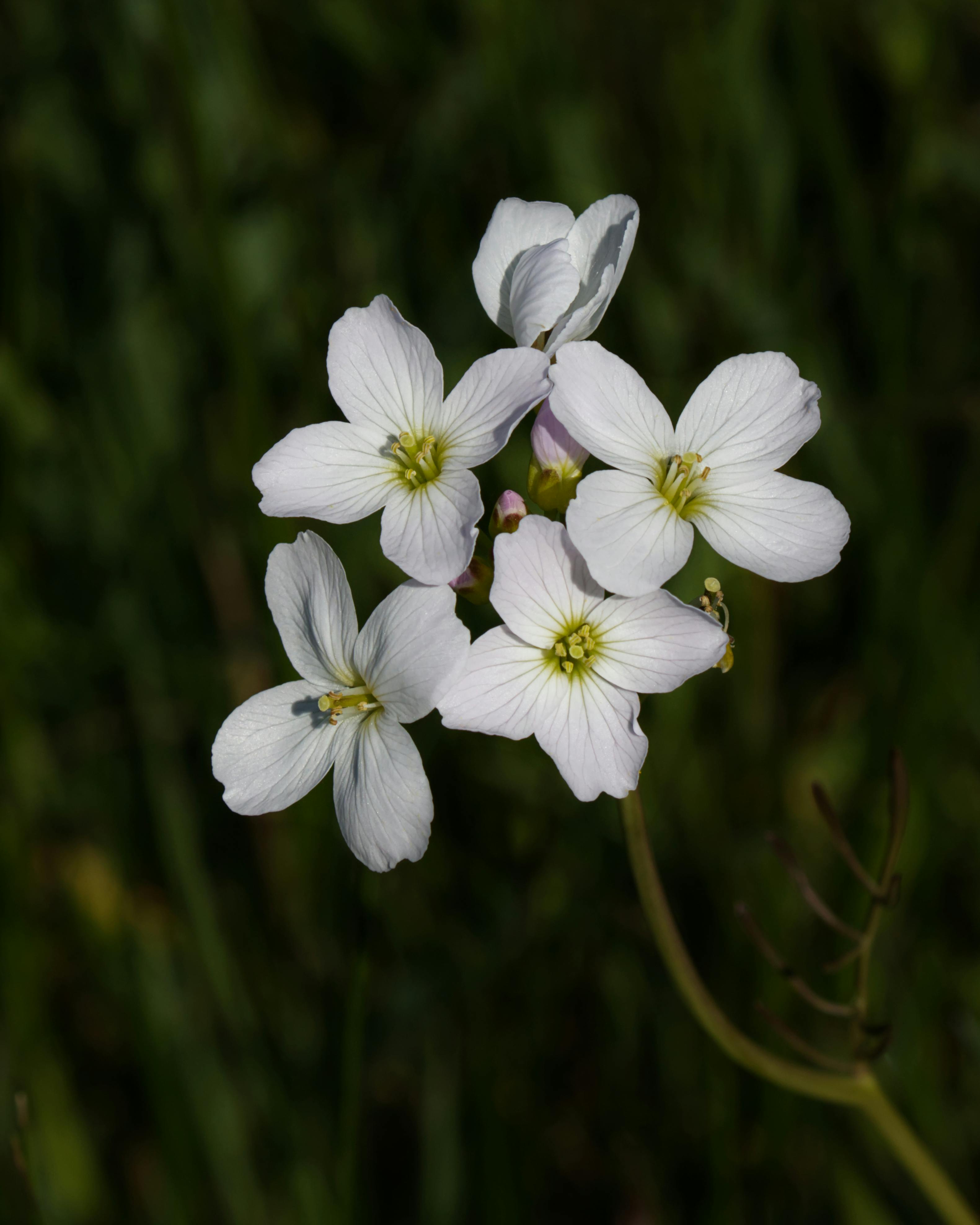 Cuckoo Photos, Download The BEST Free Cuckoo Stock Photos & HD Images
