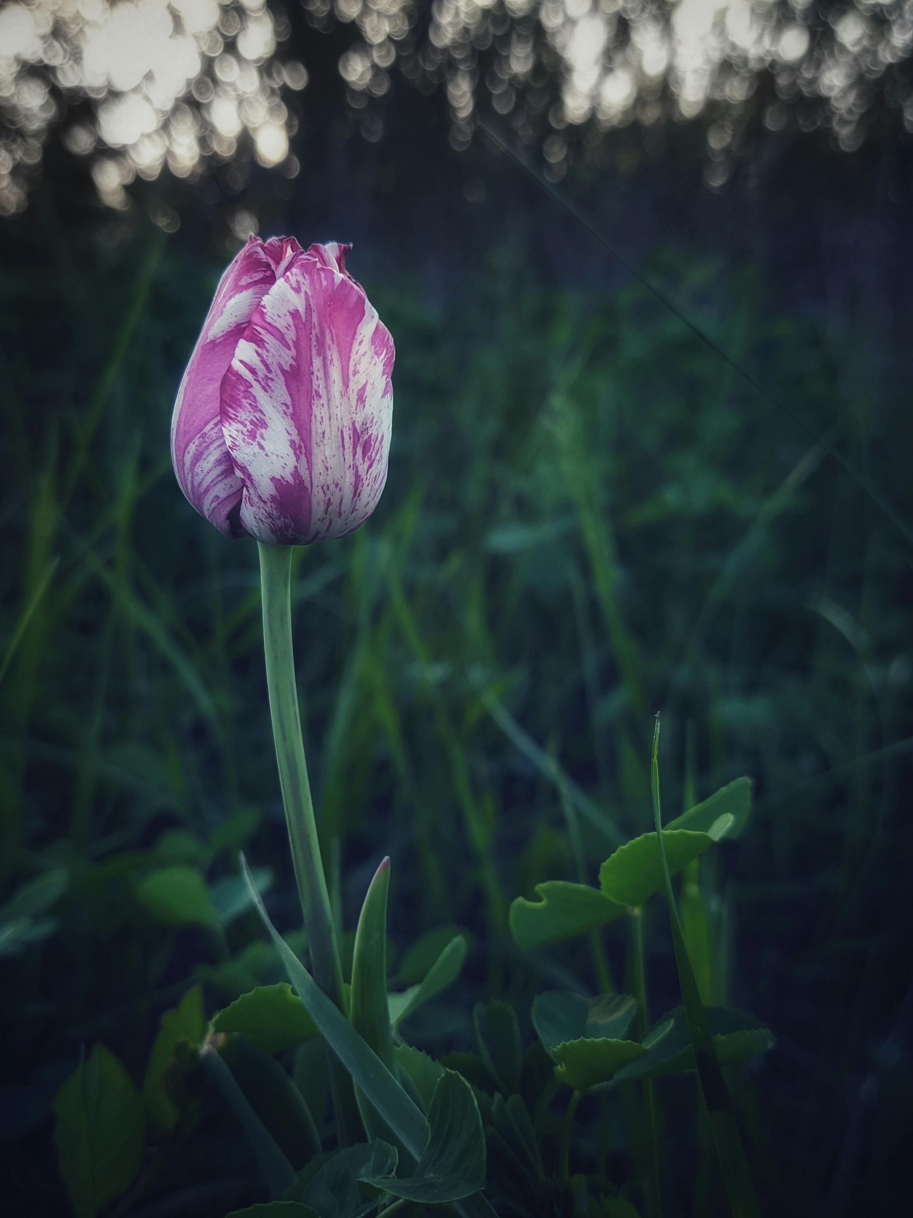 template for postcards 153 Photos & Videos Collected by Ally Ross