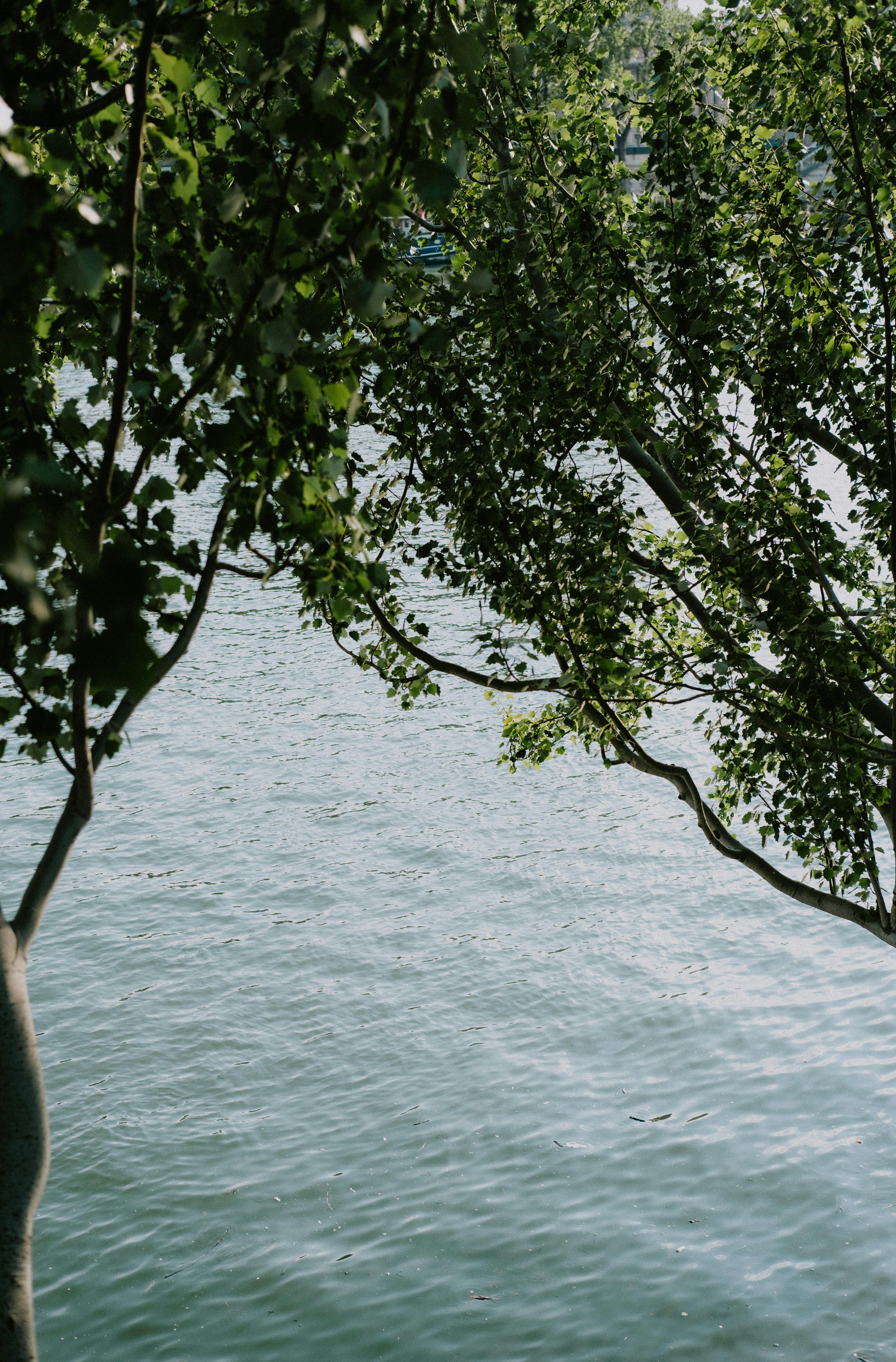 Green Tree Near Body of Water · Free Stock Photo