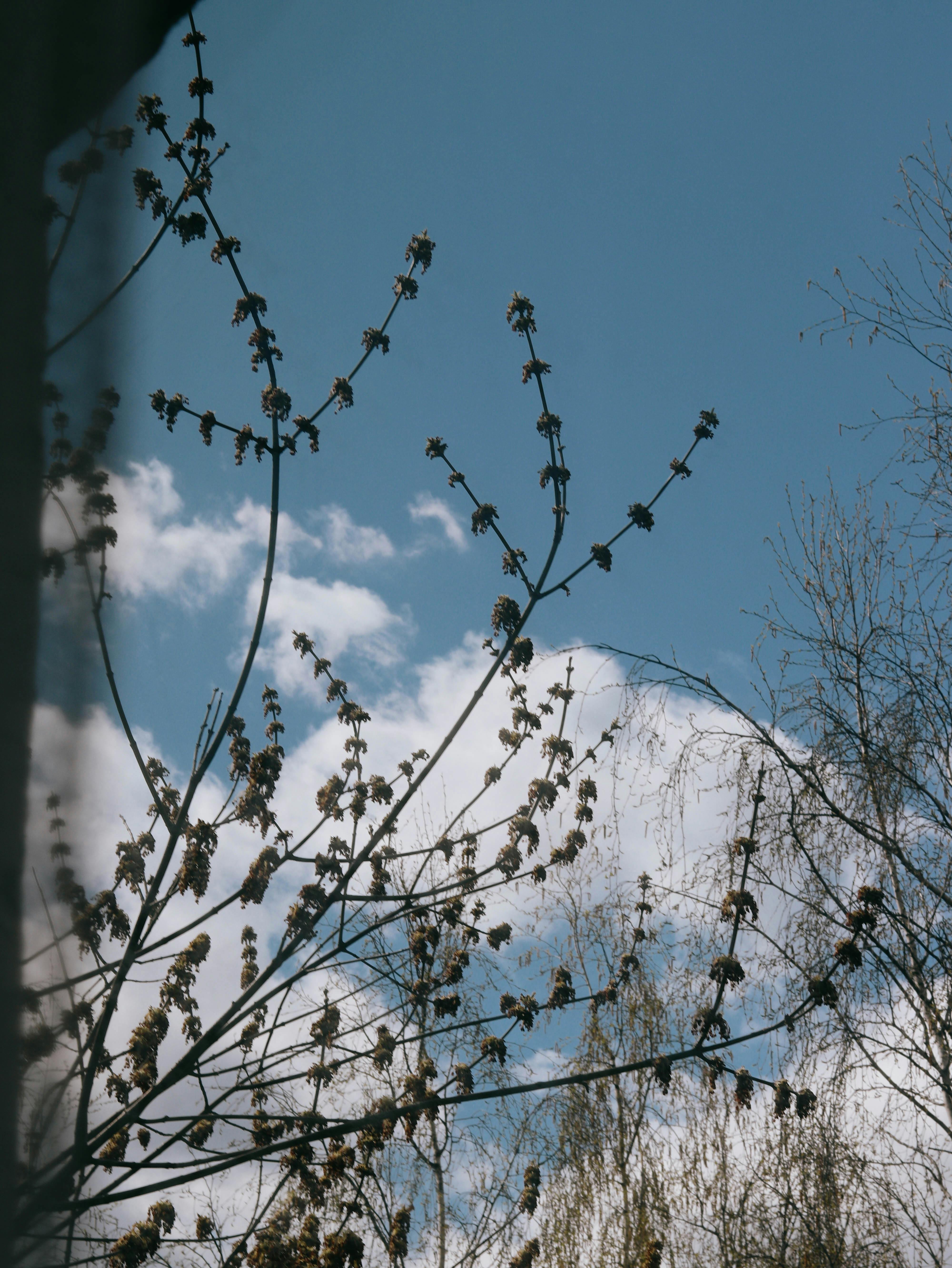 Twisted Tree Branch · Free Stock Photo