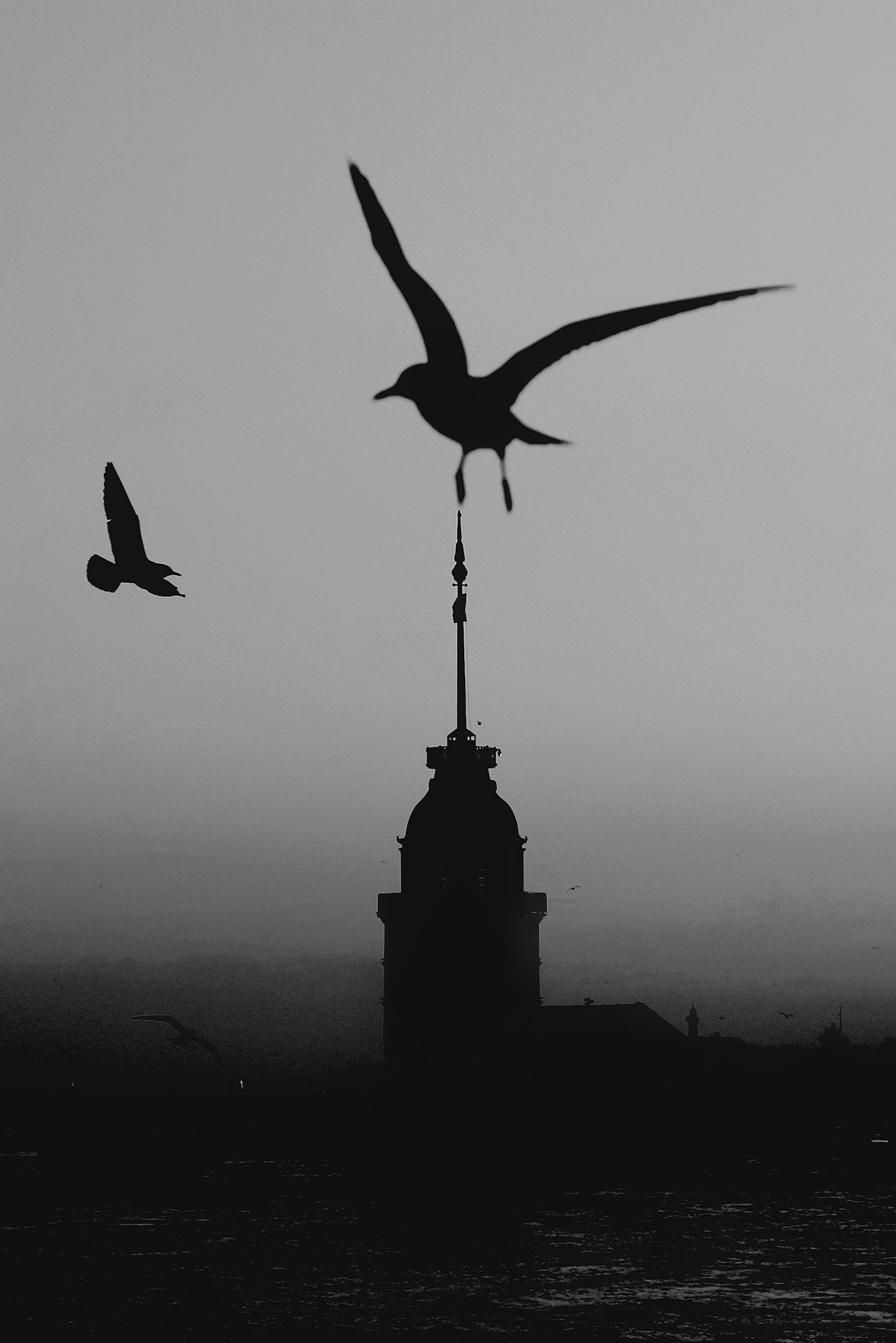 Silhouettes of Birds Against Building Spire · Free Stock Photo