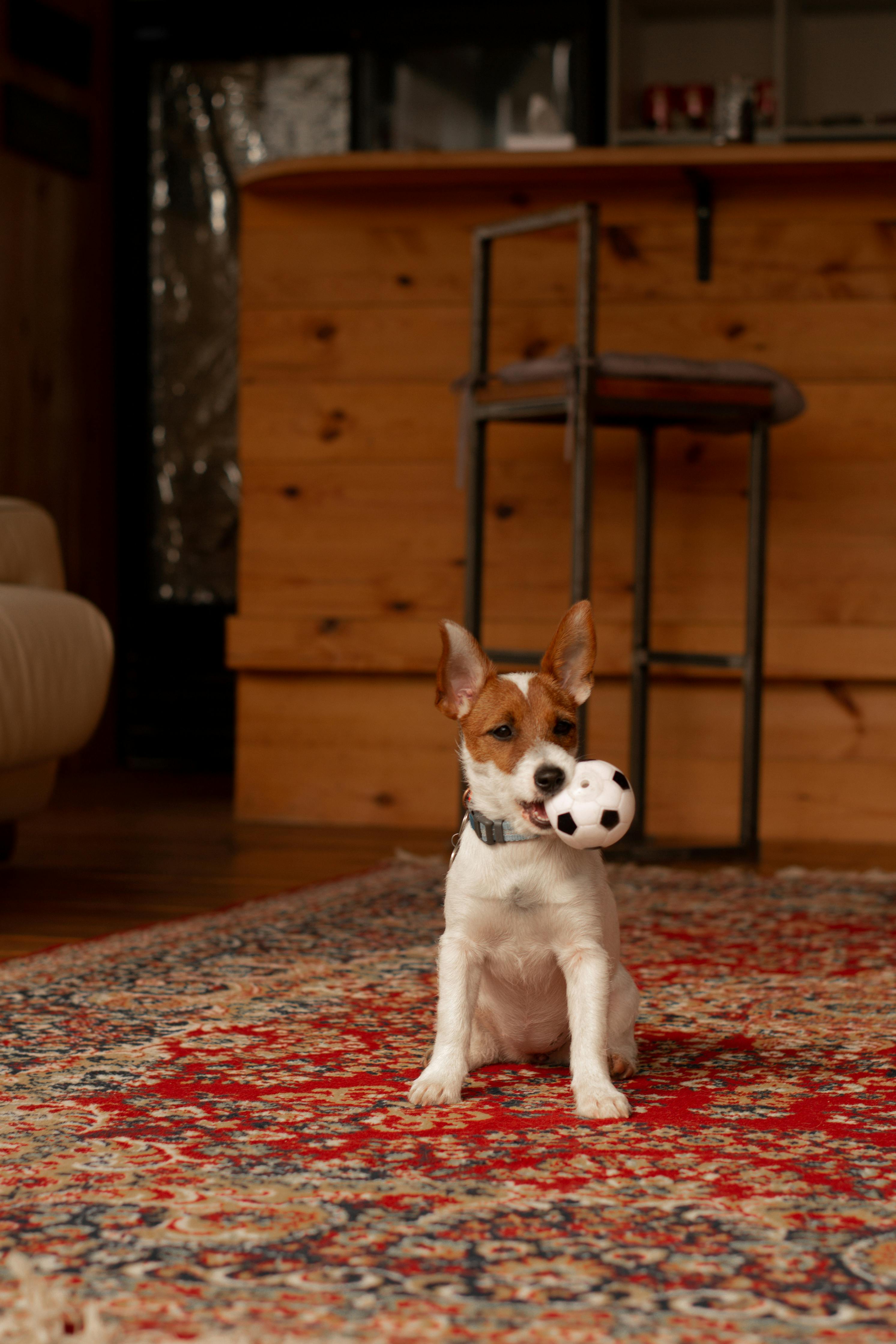 33,331+ Best Free Small dog Stock Photos & Images · 100% Royalty-Free ...