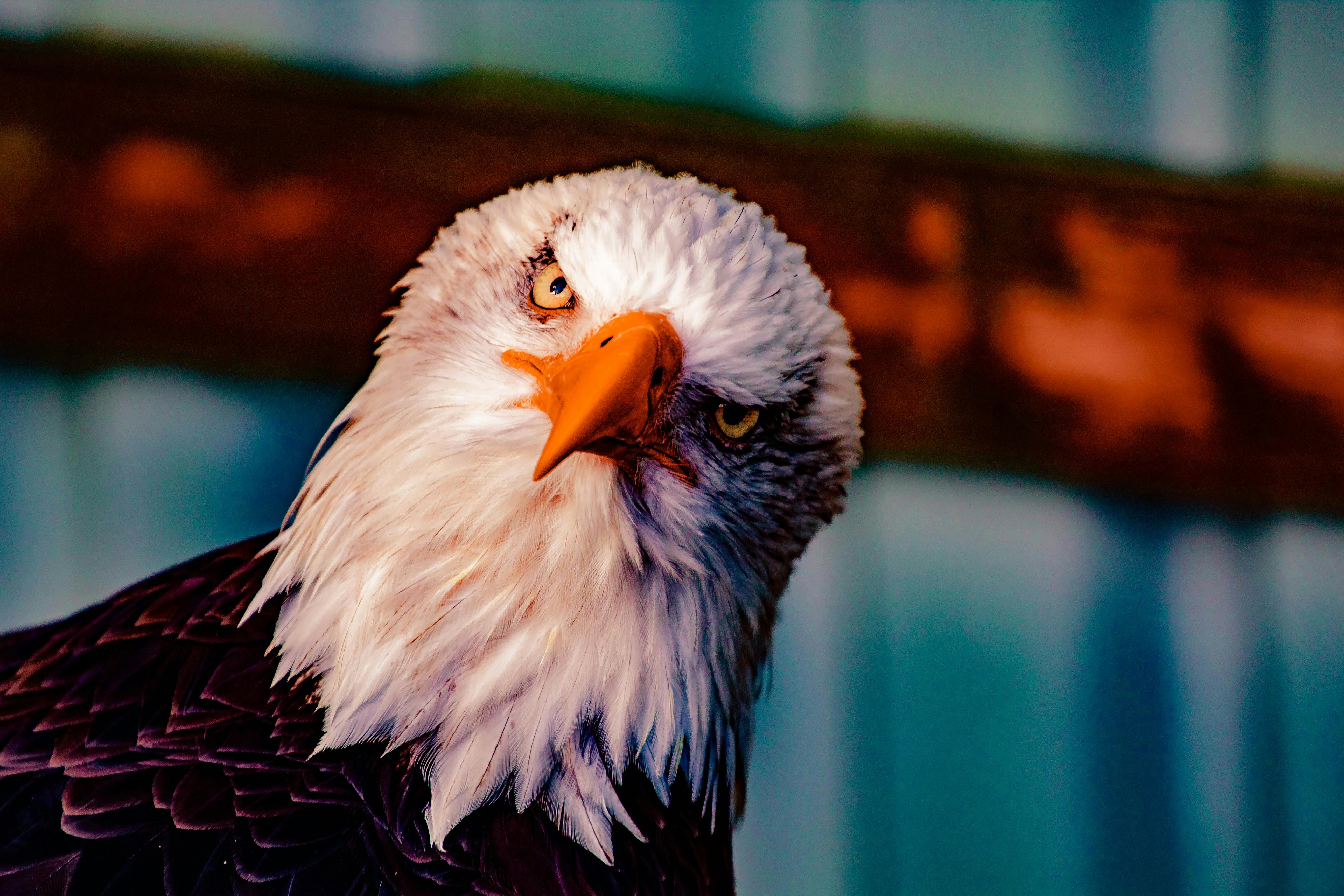100+ Engaging Bald Eagle Photos · Pexels · Free Stock Photos