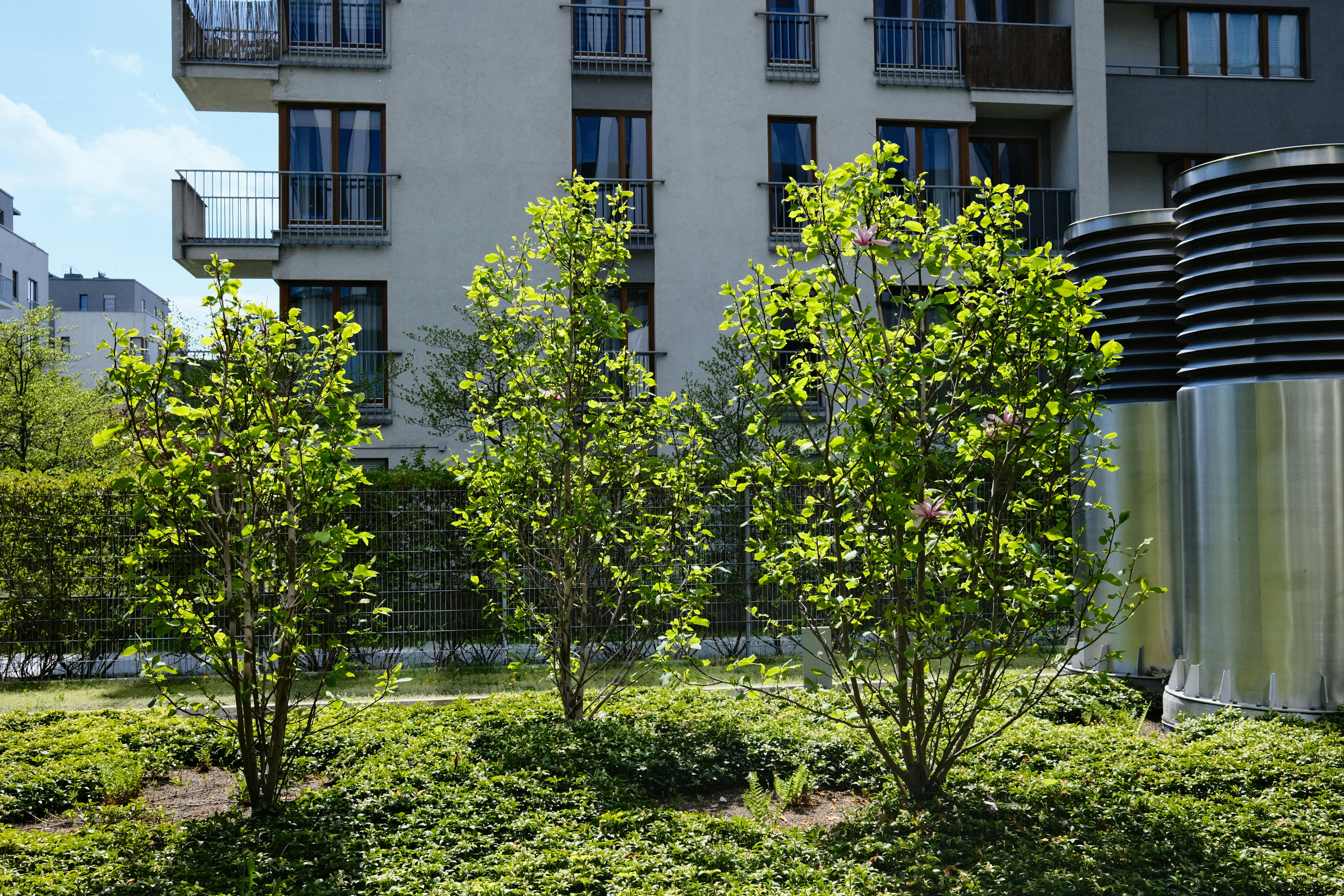 Magnolia Trees in front of Modern Building · Free Stock Photo