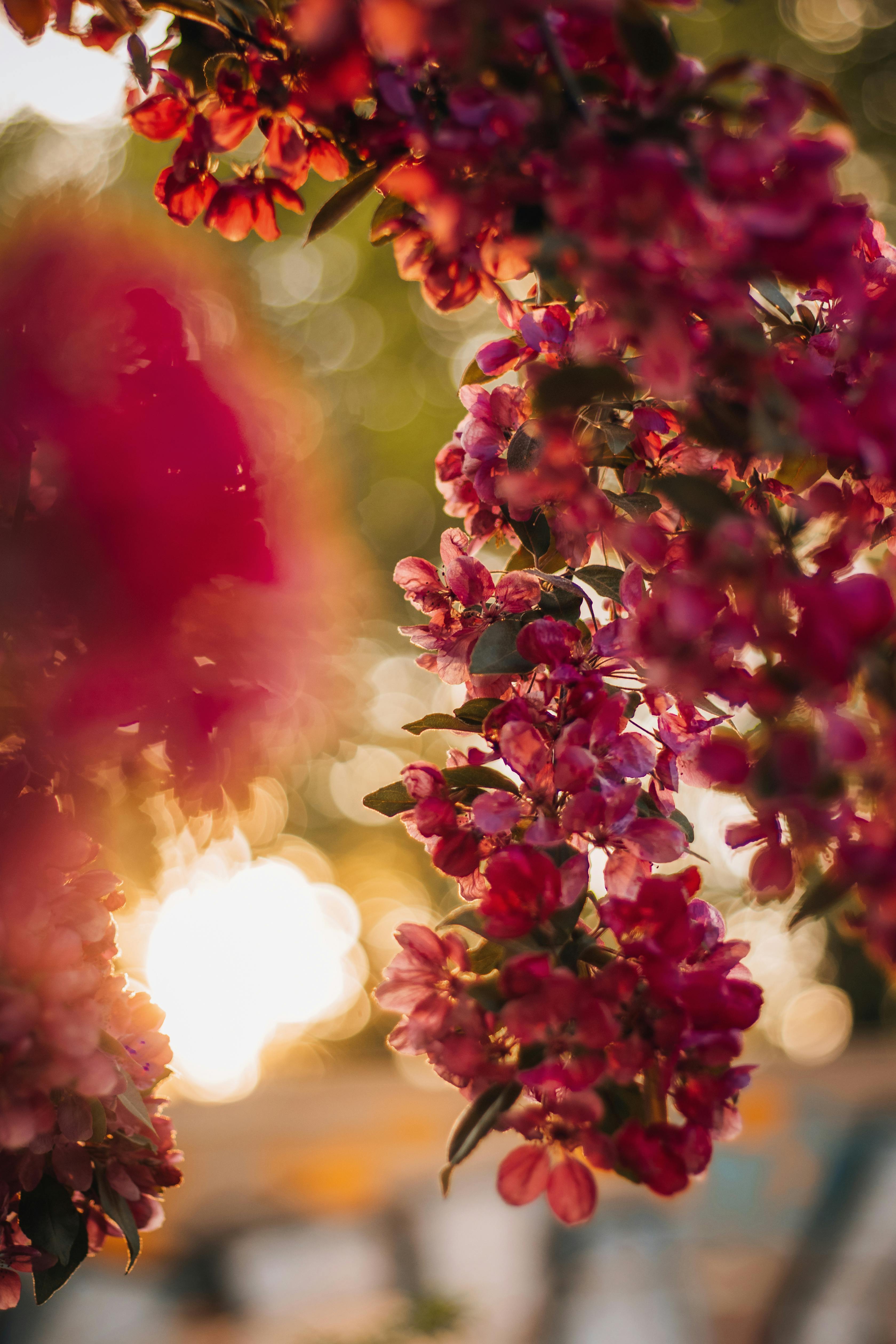 Beautiful Red Sunset Photos, Download The BEST Free Beautiful Red ...