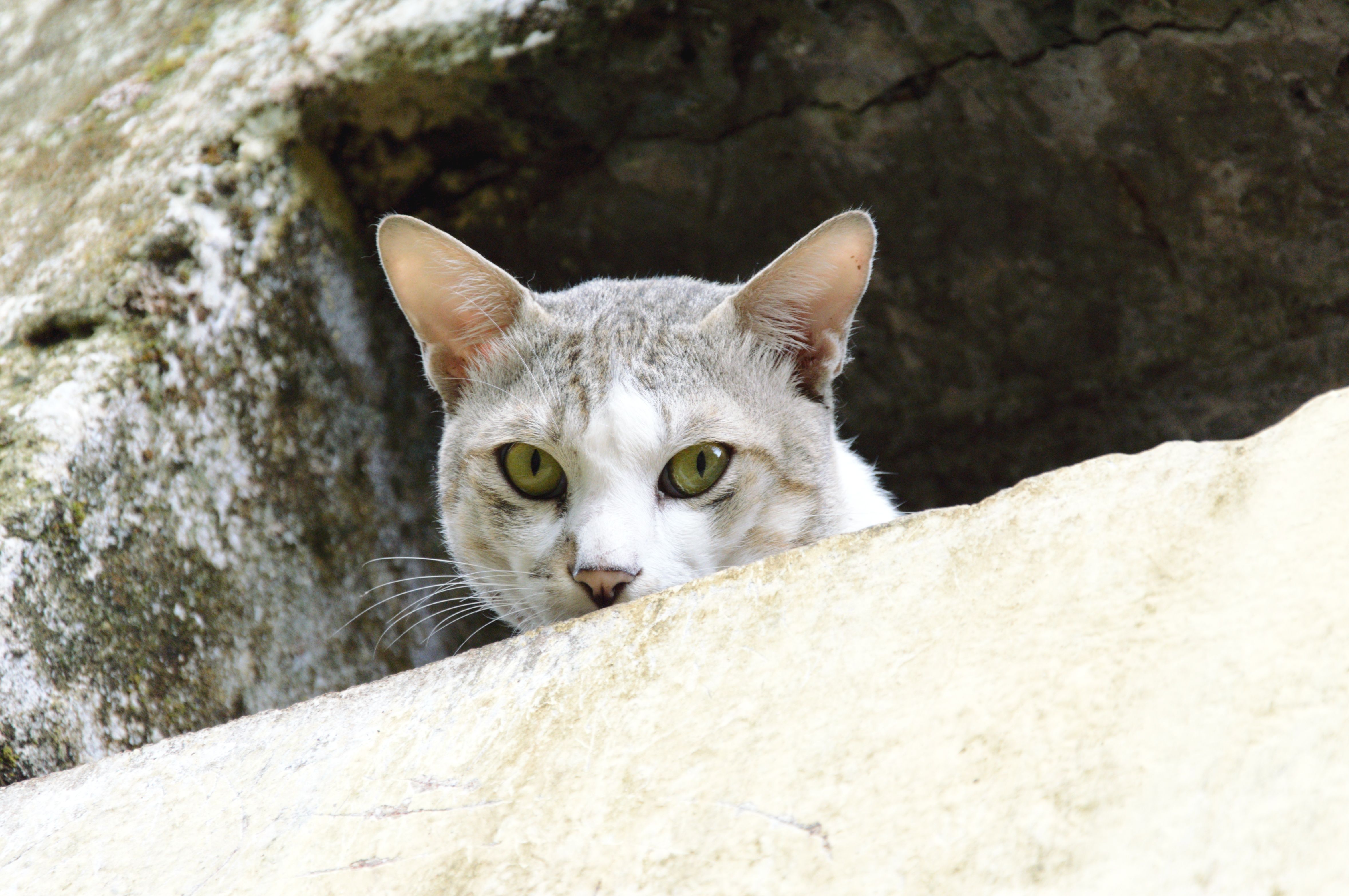 Photo of a Lying Cat · Free Stock Photo