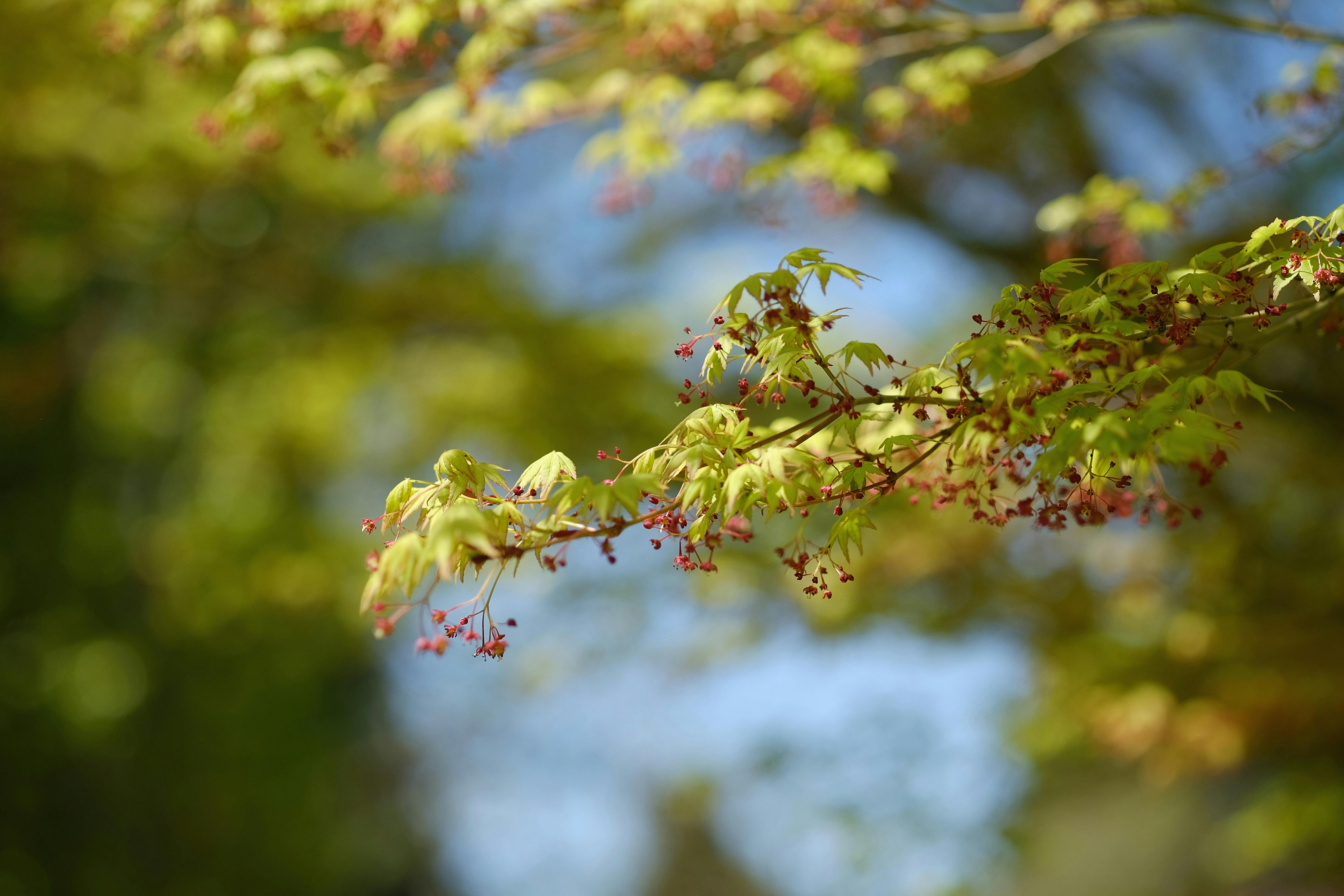 Purple Flowers of Japanese Maple Tree with Green Leaves · Free Stock Photo