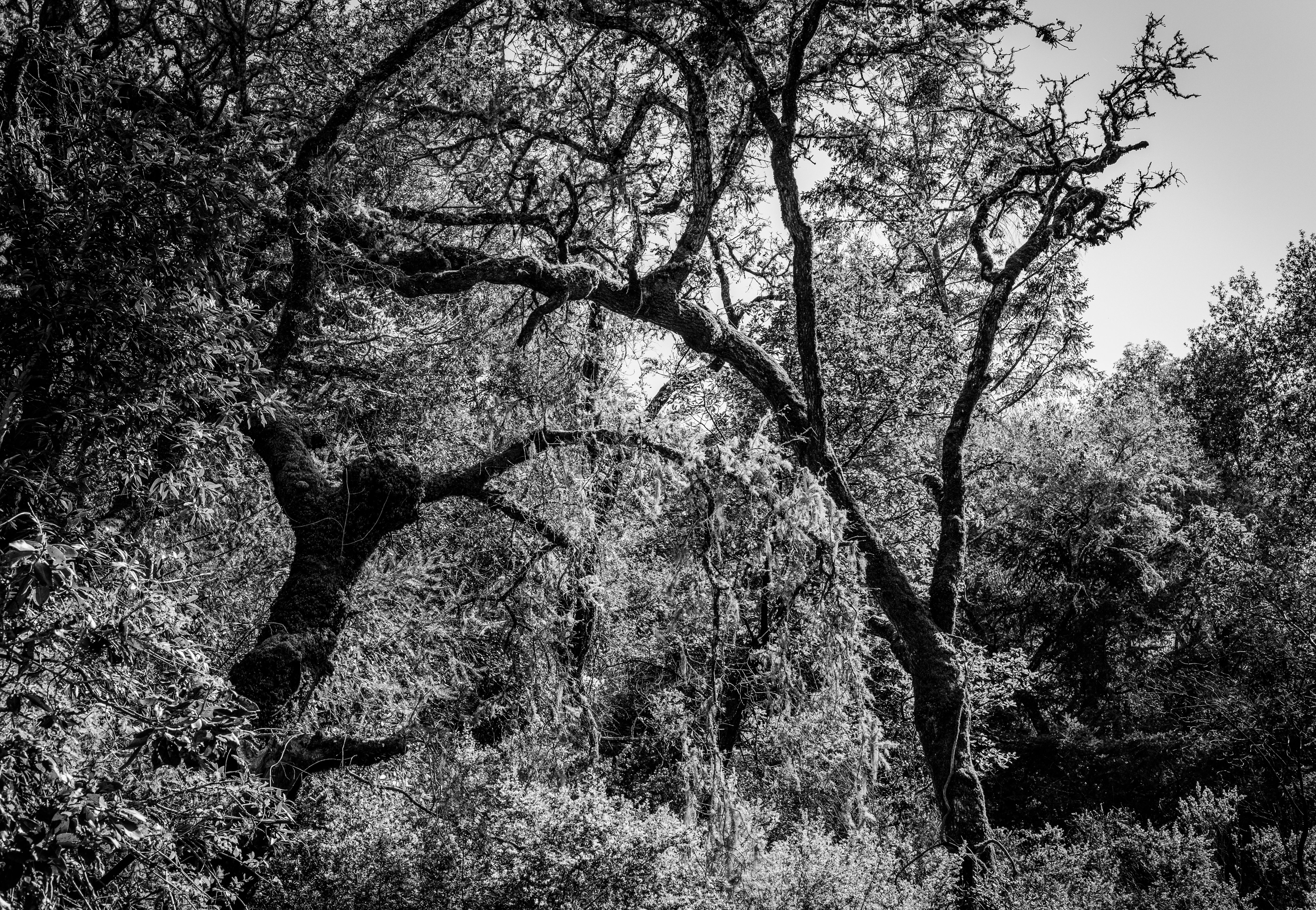 Greyscale Photography of Trees · Free Stock Photo