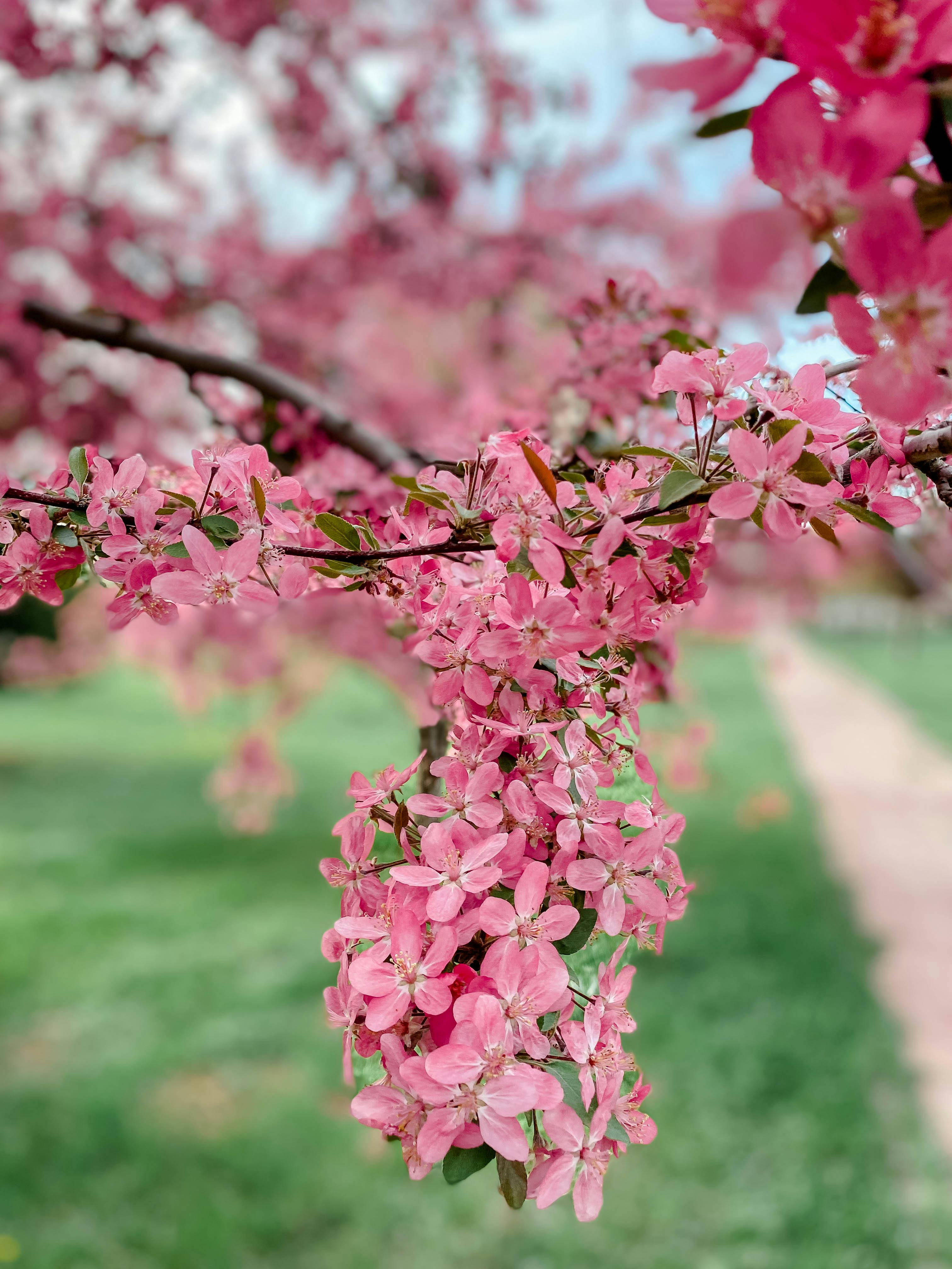 Pink Cherry Blossom Tree in Close Up Photography · Free Stock Photo