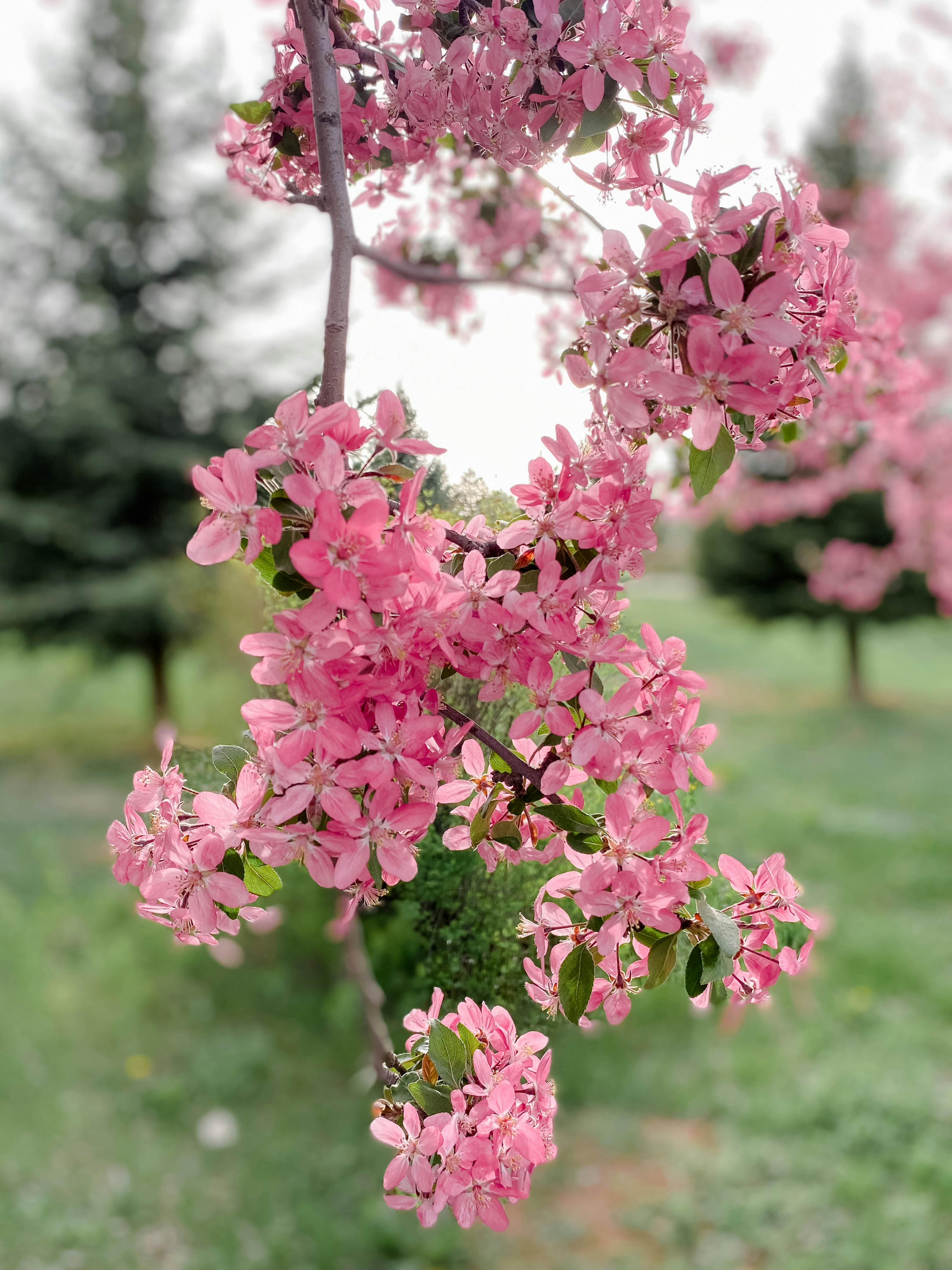 A Cluster of Pink Flowers in Bloom · Free Stock Photo