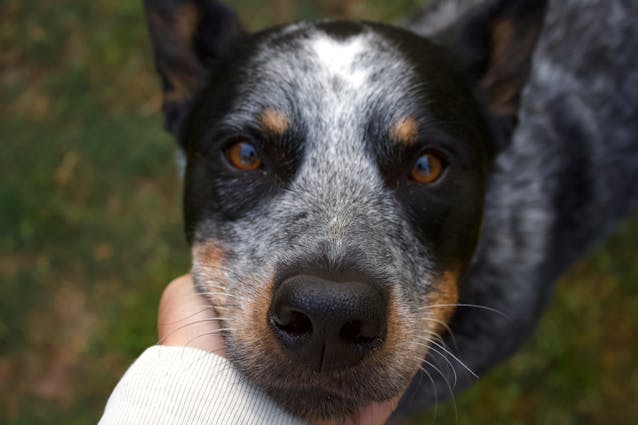 Raising Red Heeler Puppies: Tips for First-Time Dog Owners