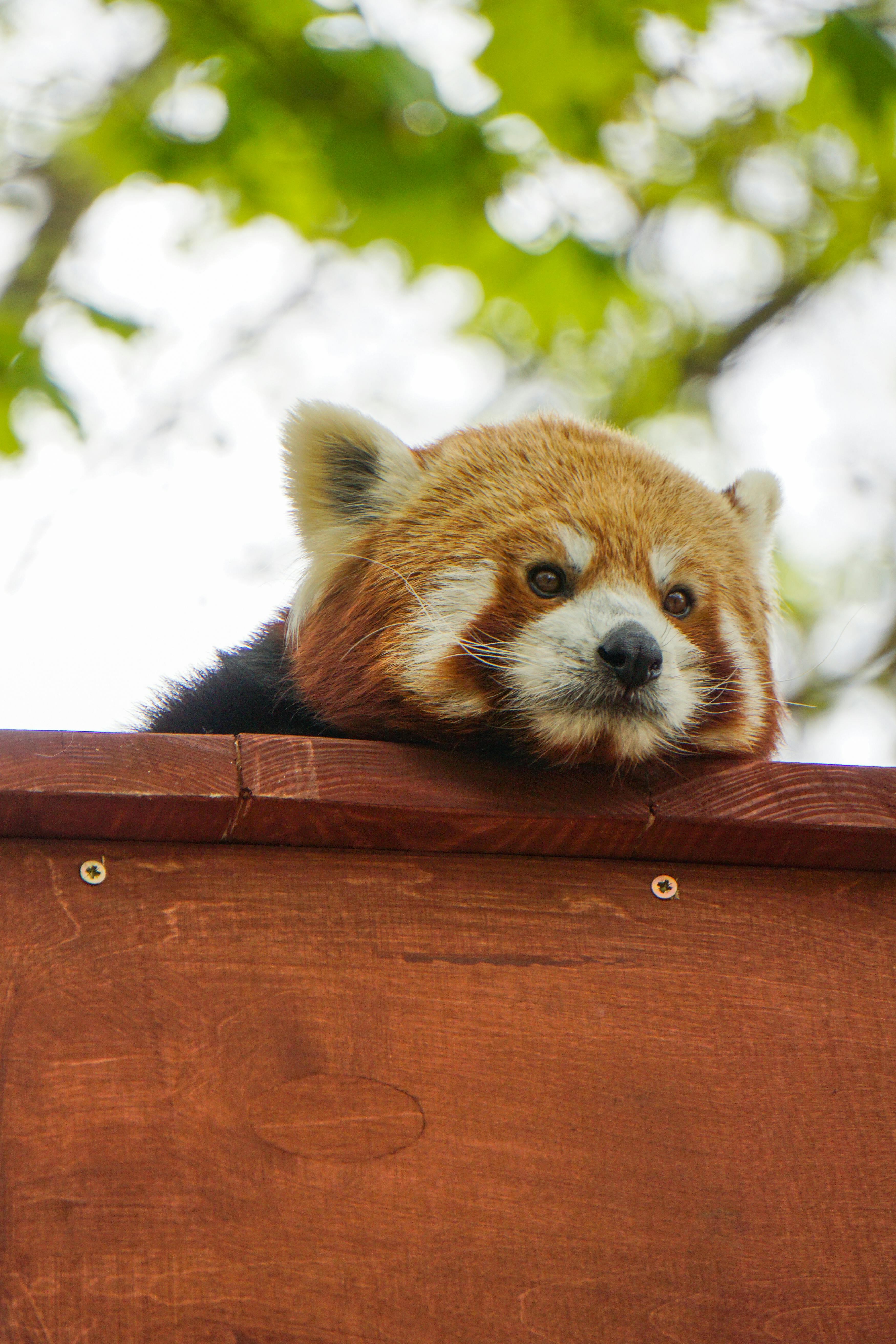 Foto de stock gratuita sobre acostado, ailurus fulgens, al aire libre ...
