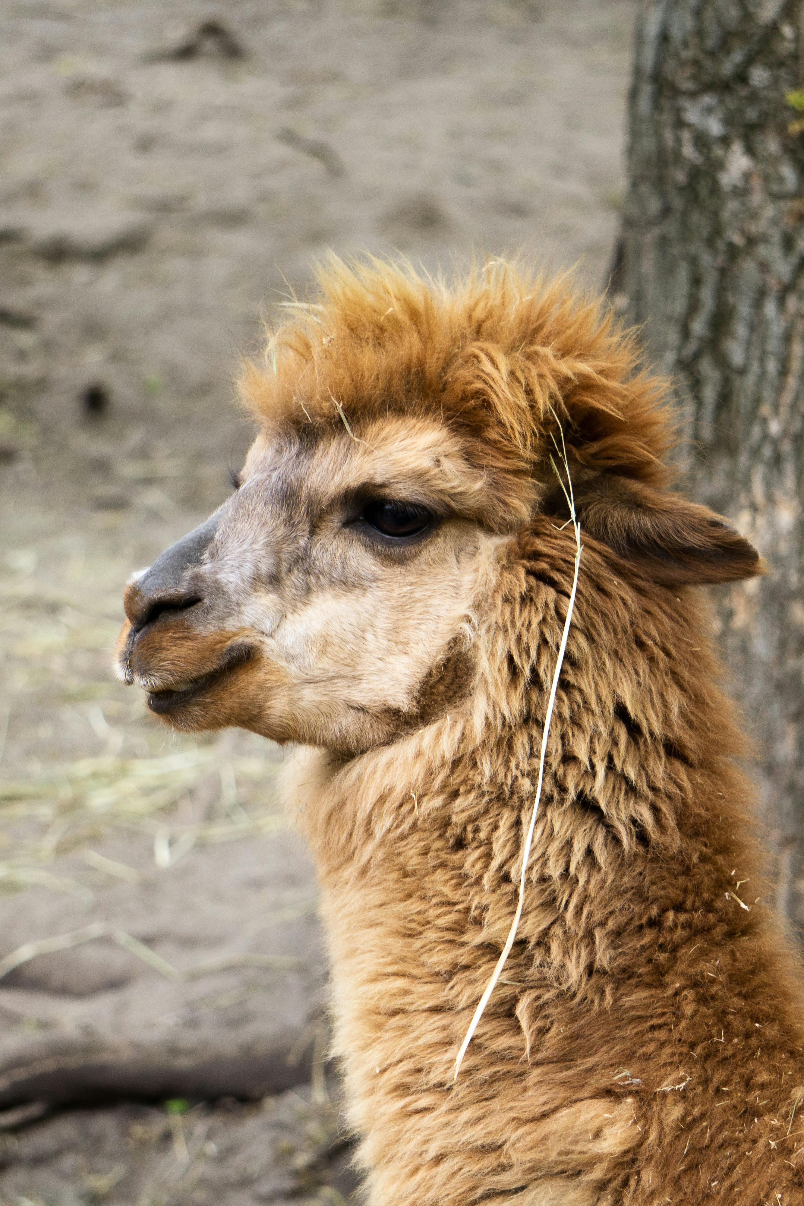 Close-up Shot of Alpaca Looking Afar · Free Stock Photo