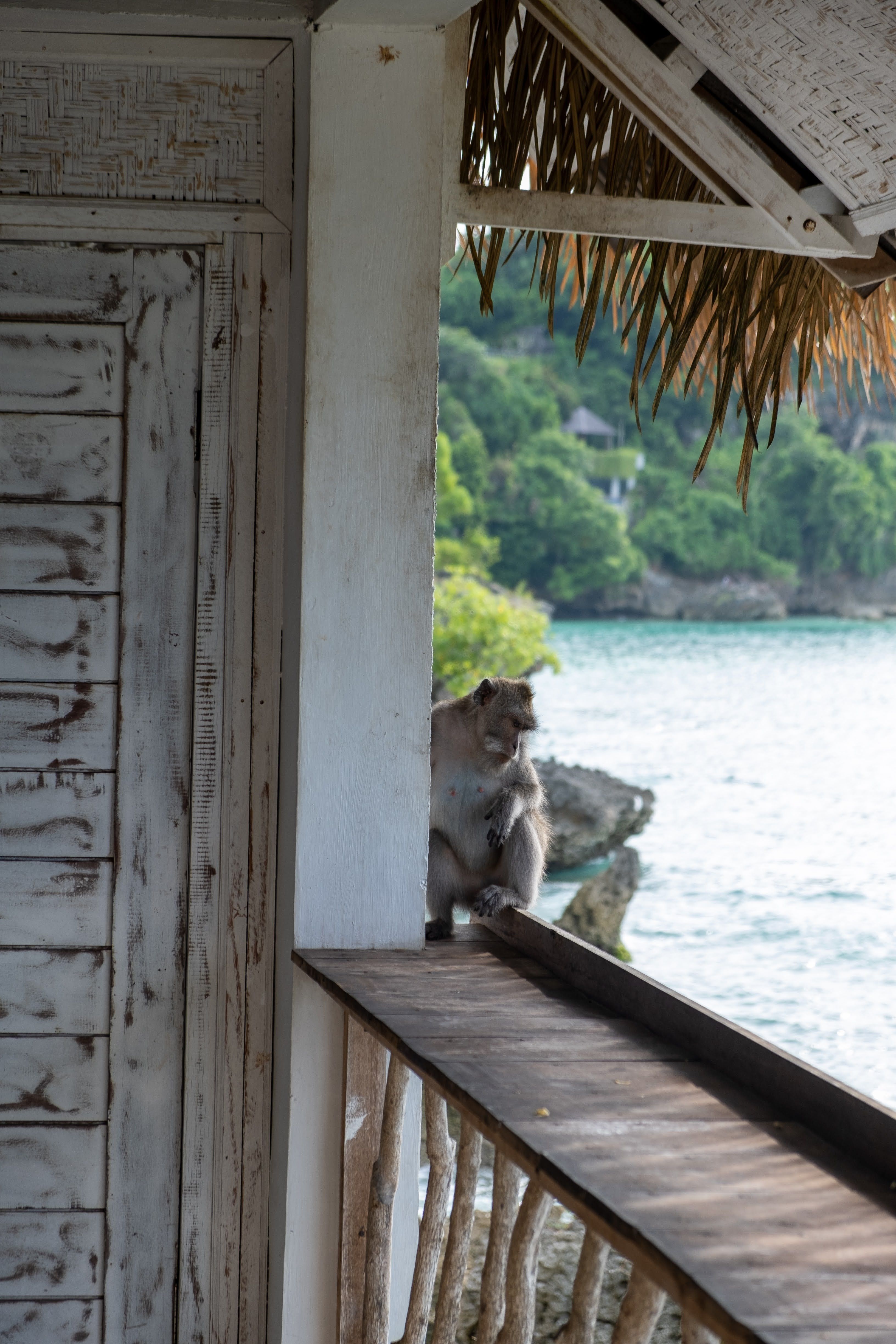 A Monkey Sitting Outside the House · Free Stock Photo