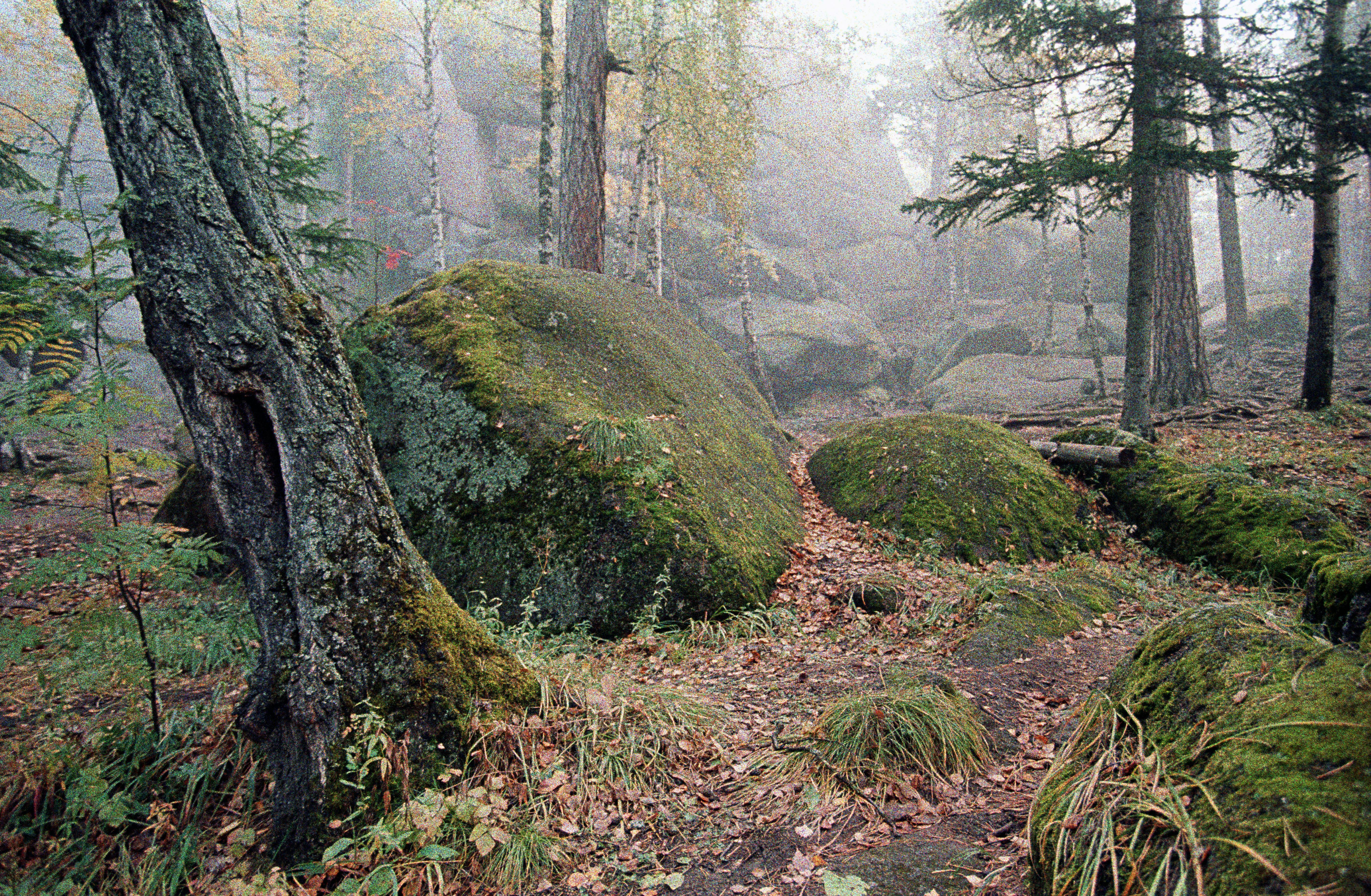 Green Moss Covered Rocks in Forest · Free Stock Photo