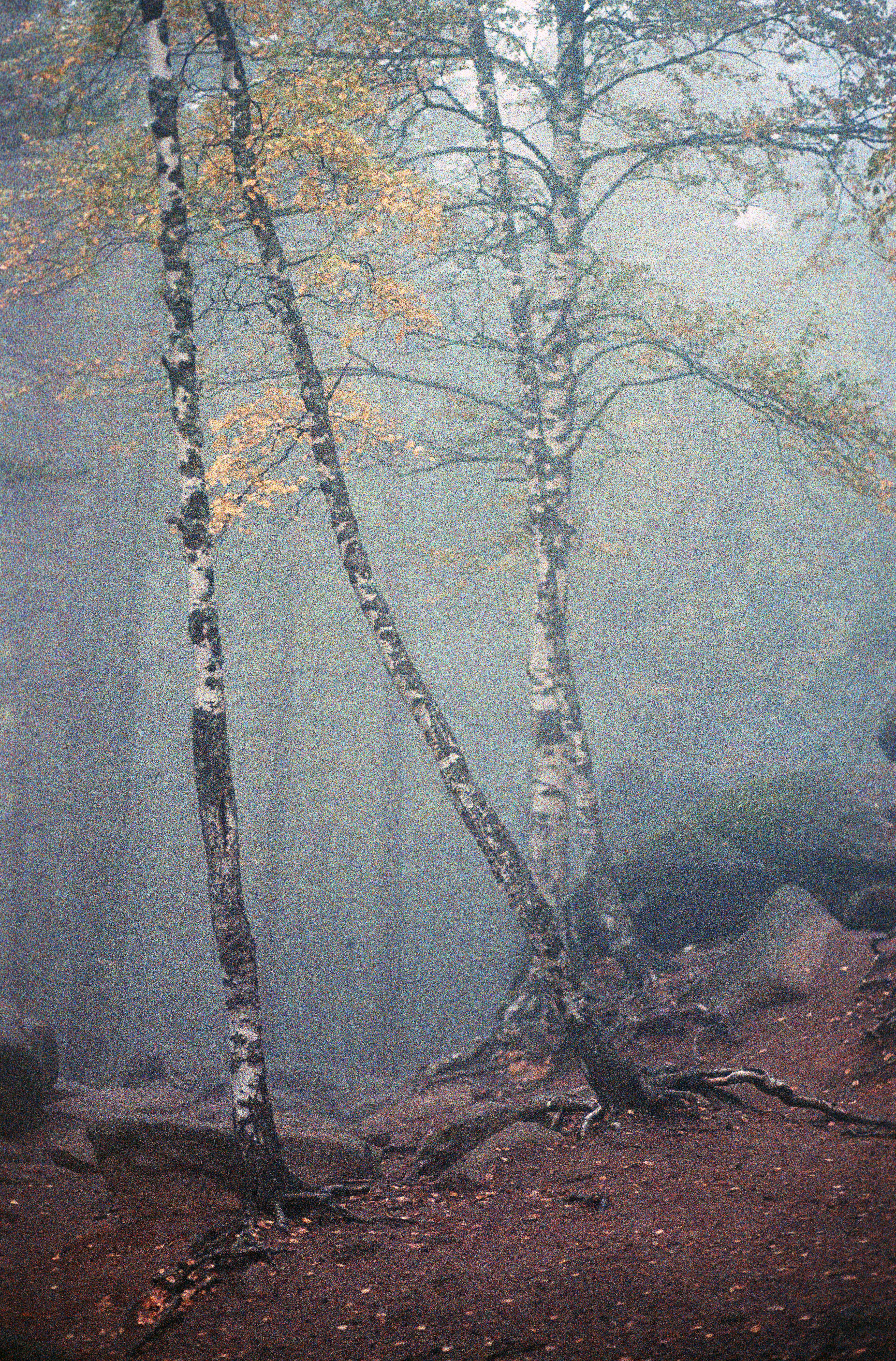 Brown Tree Branch on Brown Soil · Free Stock Photo