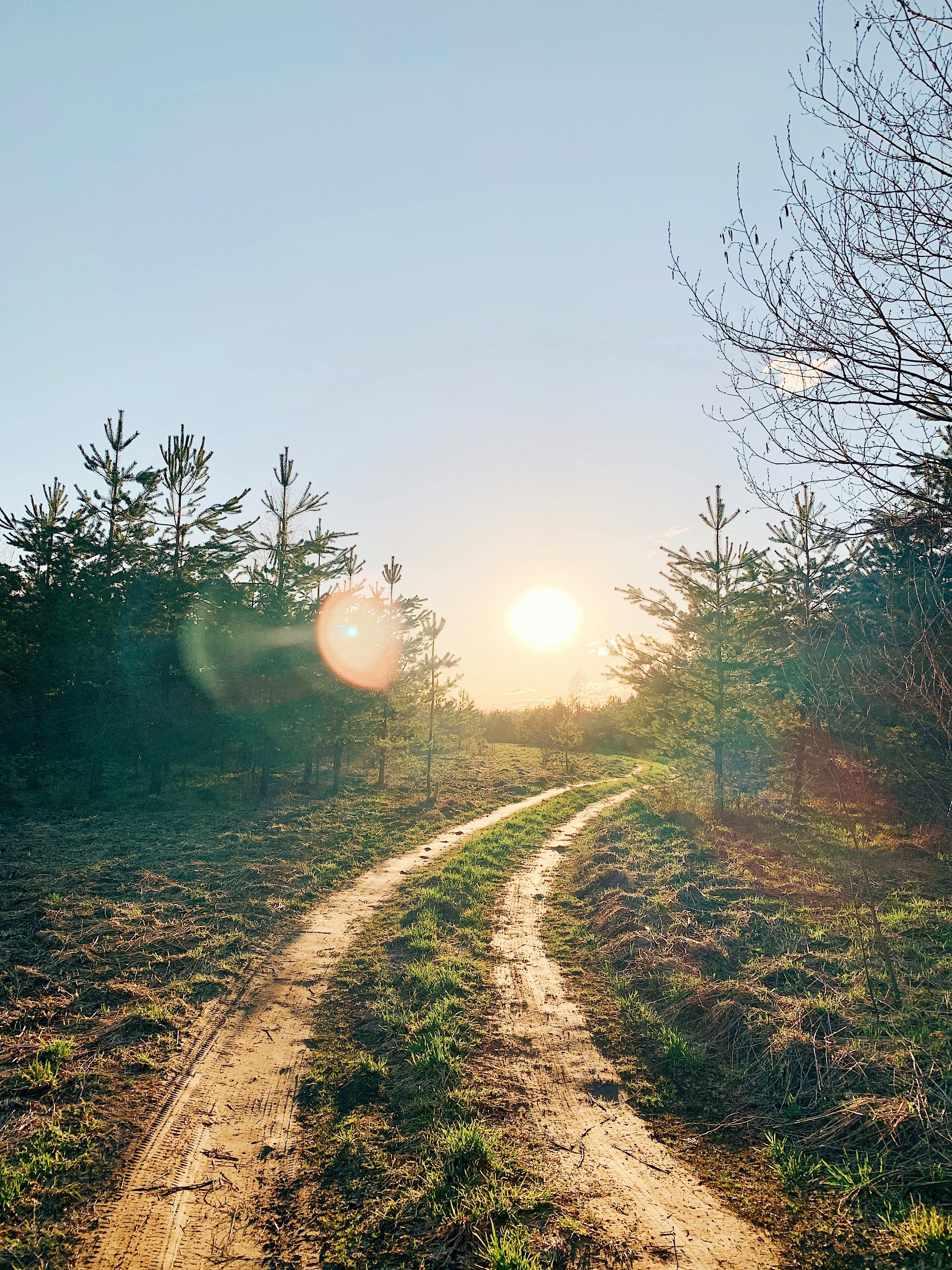 Shadows of Tree on Road · Free Stock Photo