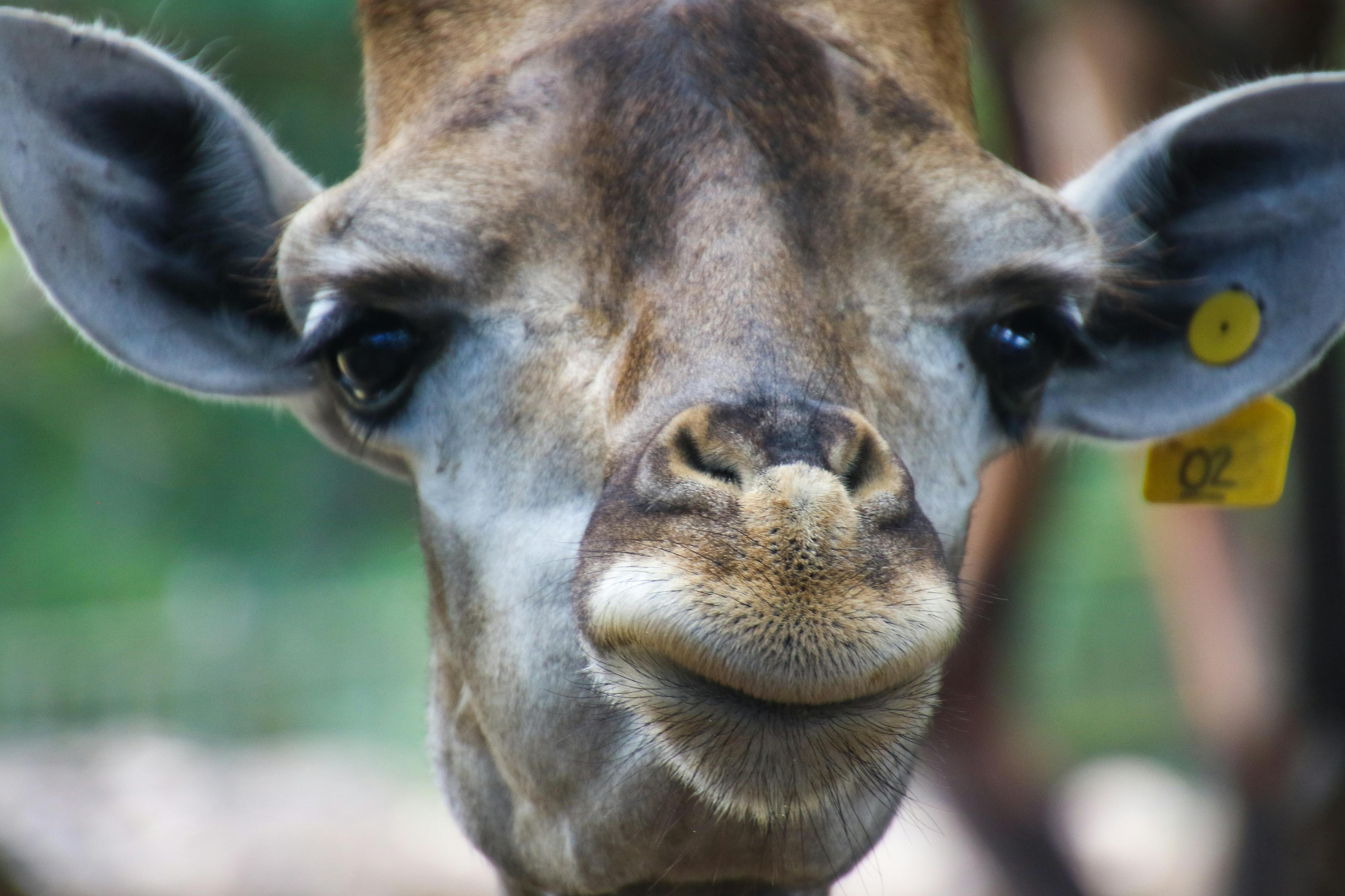 Closeup Photo of Giraffe's Face · Free Stock Photo