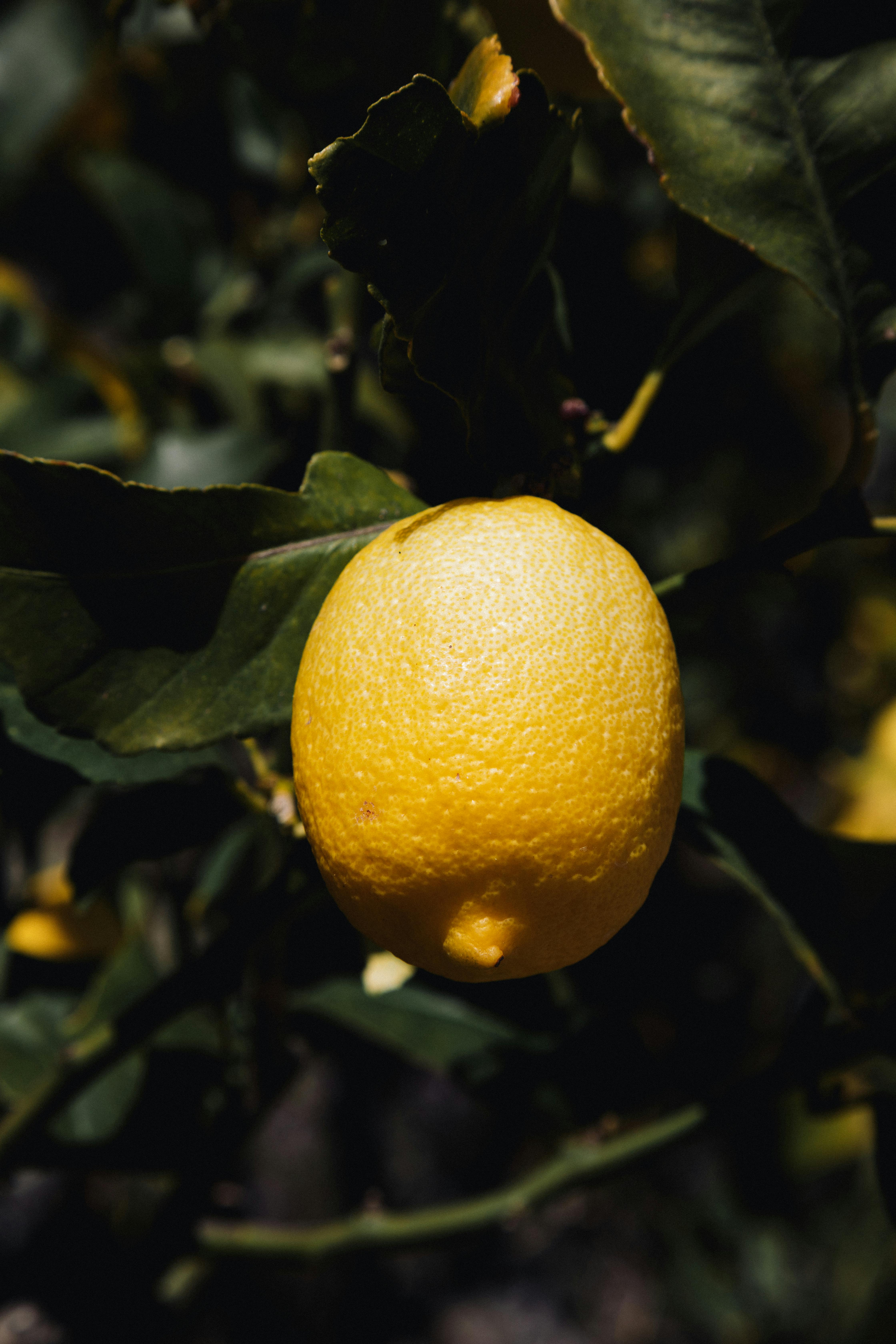 Yellow Lemon · Free Stock Photo
