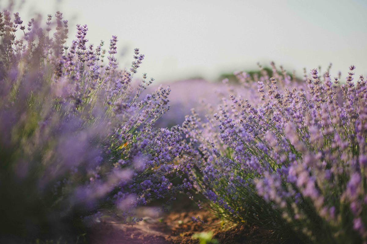 Lavender Background Photos, Download The BEST Free Lavender Background ...