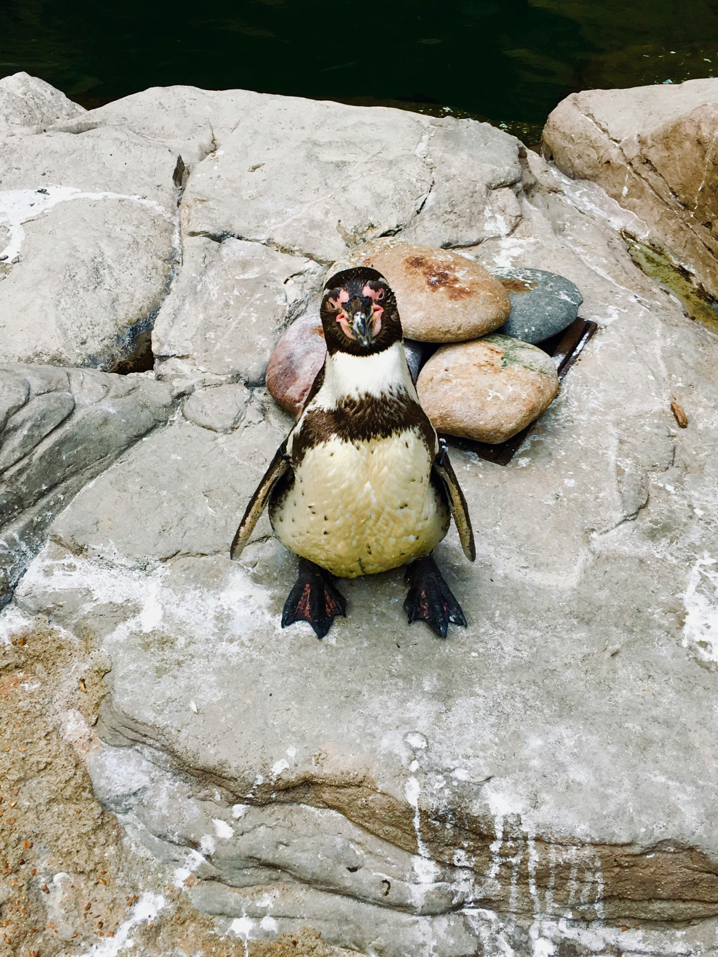 Penguin Portraits Photos, Download The BEST Free Penguin Portraits ...