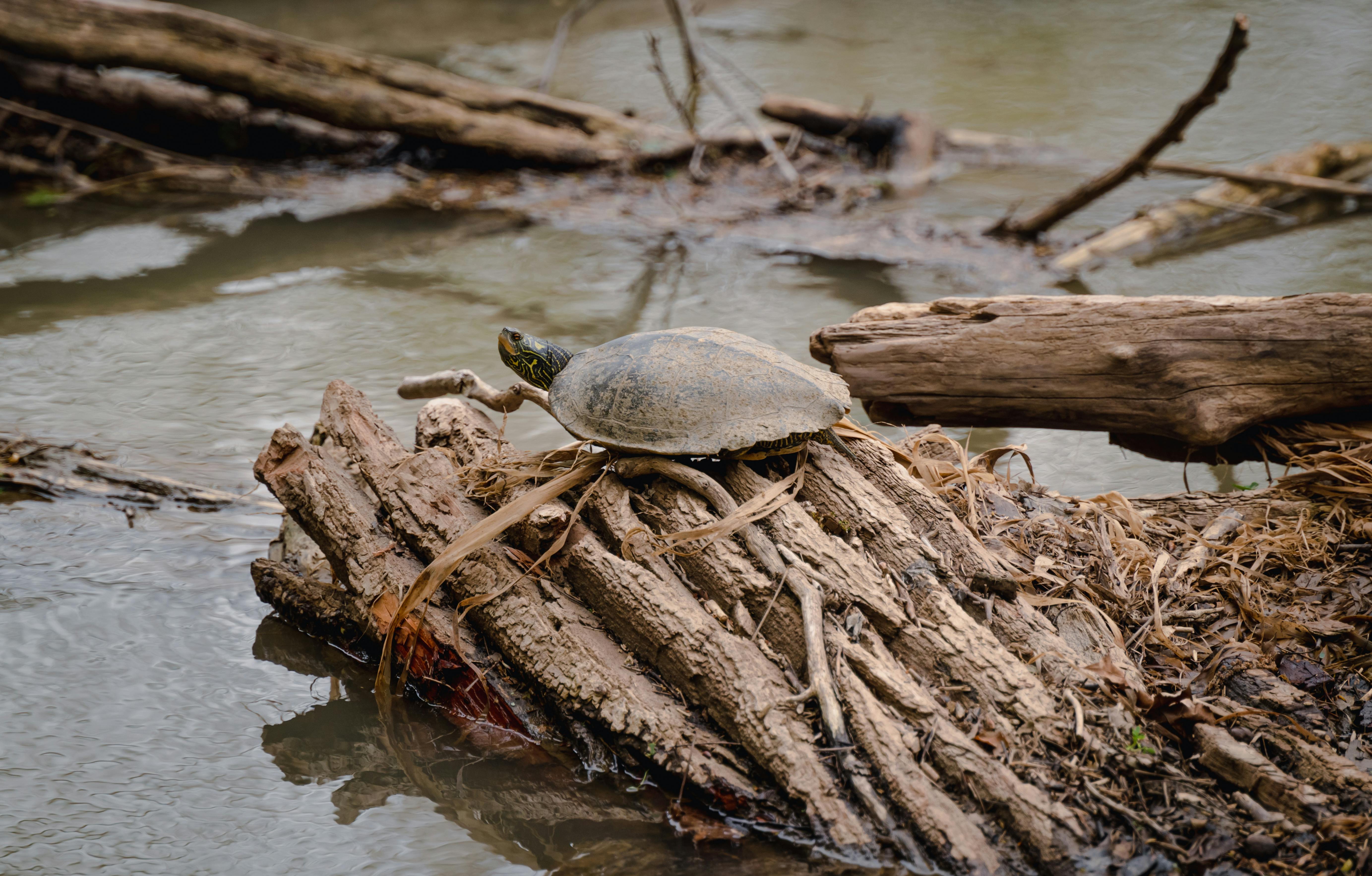 Mary River Turtle Photos, Download The BEST Free Mary River Turtle ...